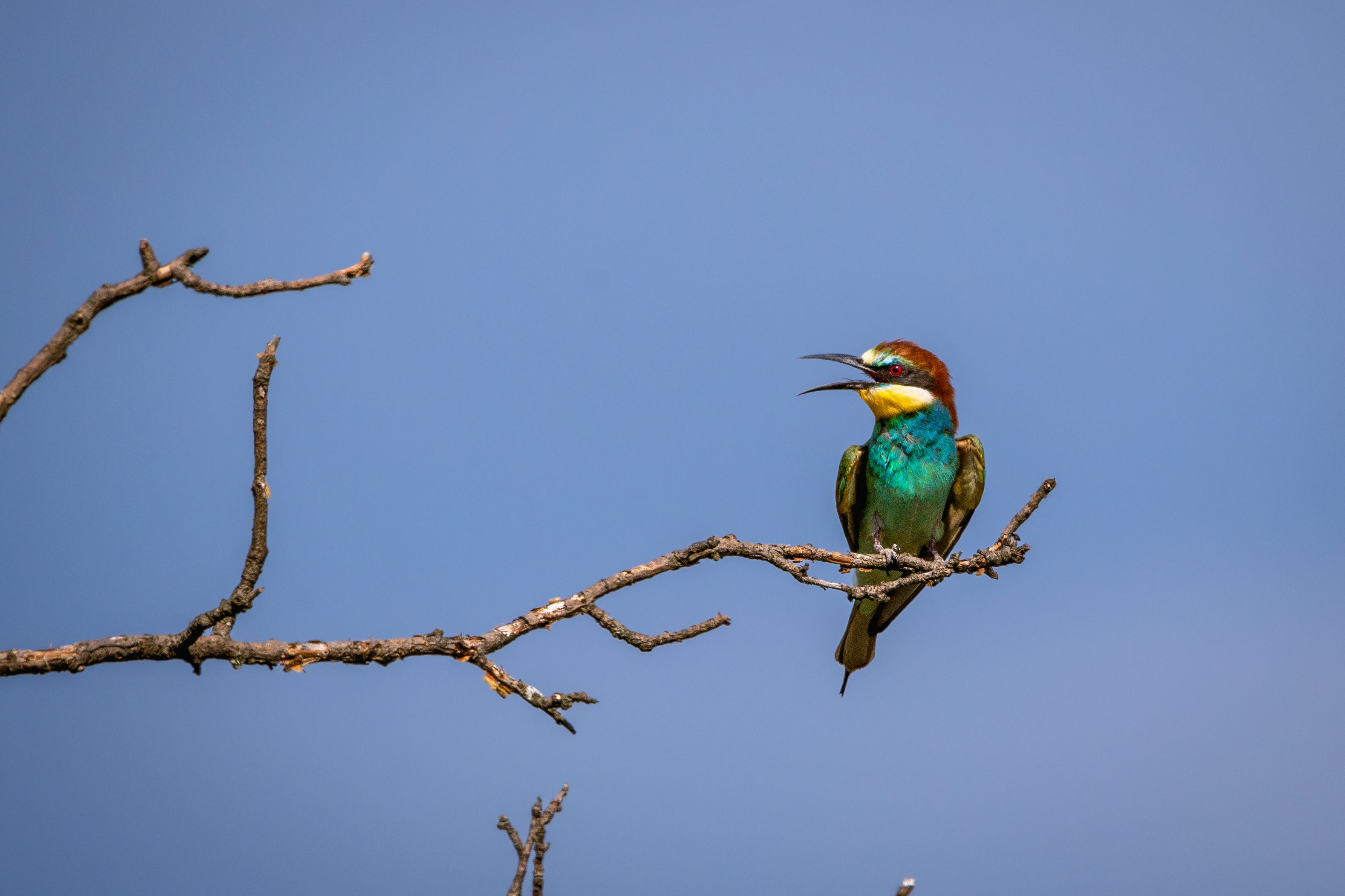 Close up of Small Bird · Free Stock Photo