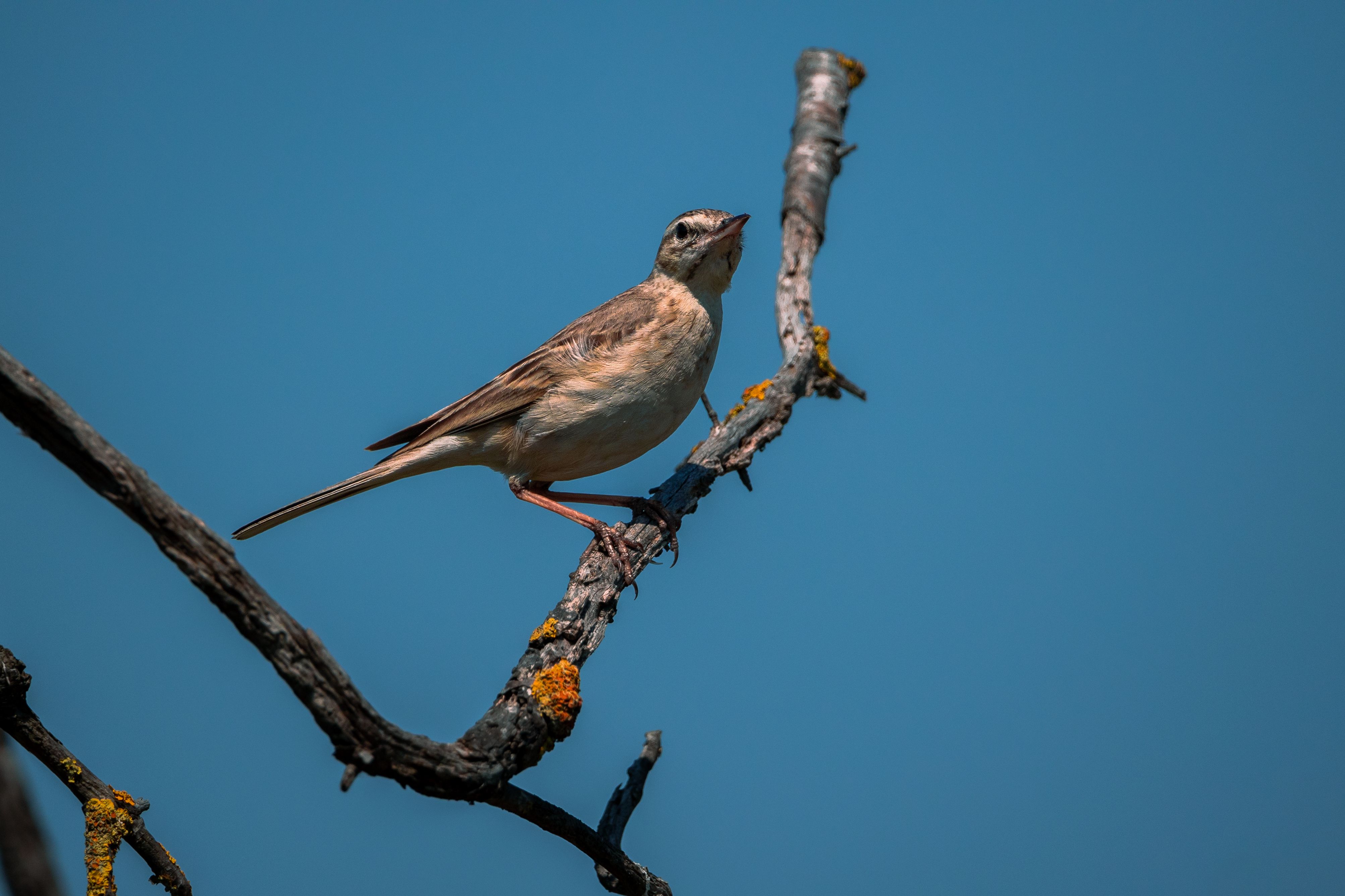 Close up of Passerine Bird · Free Stock Photo