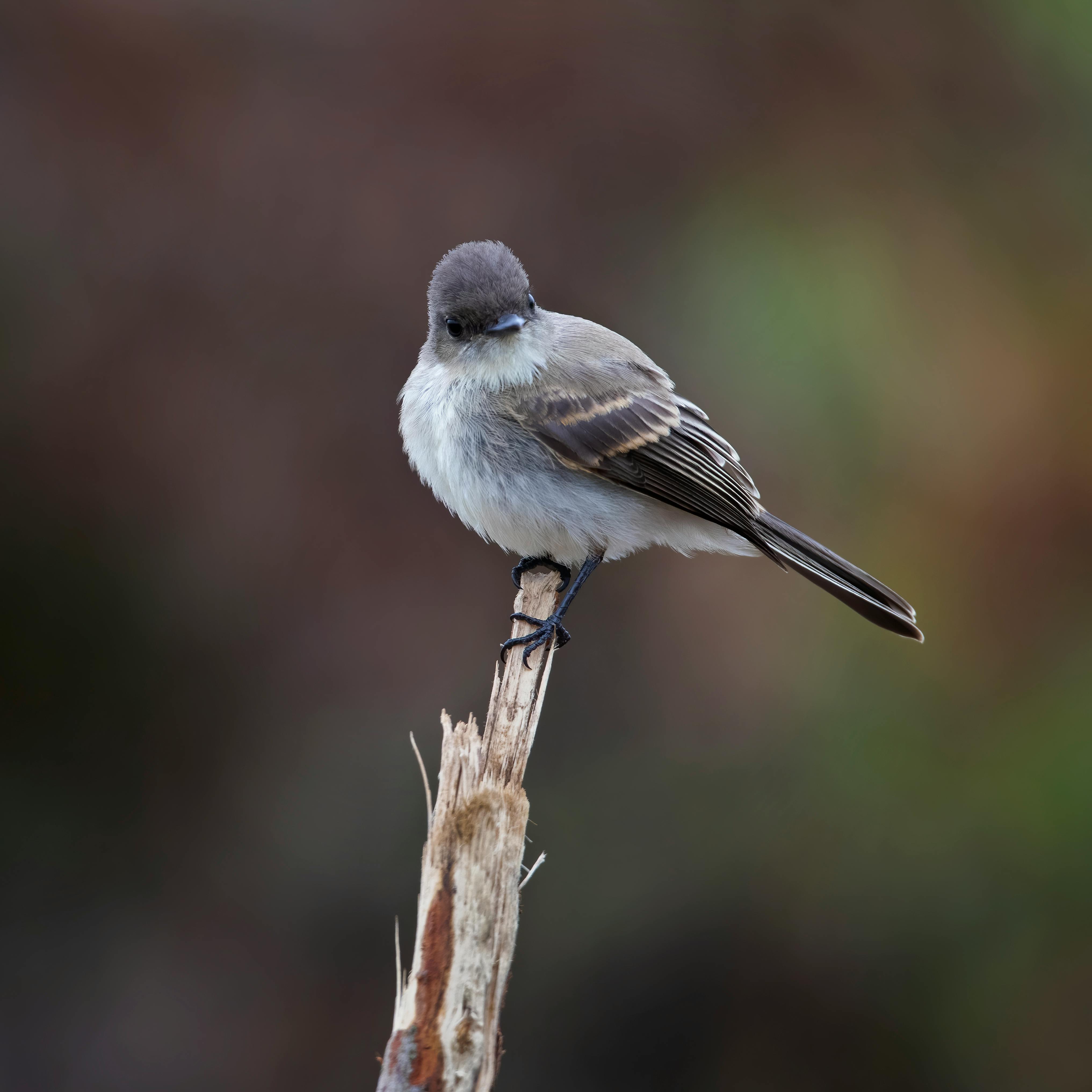Song Bird Photos, Download The BEST Free Song Bird Stock Photos & HD Images