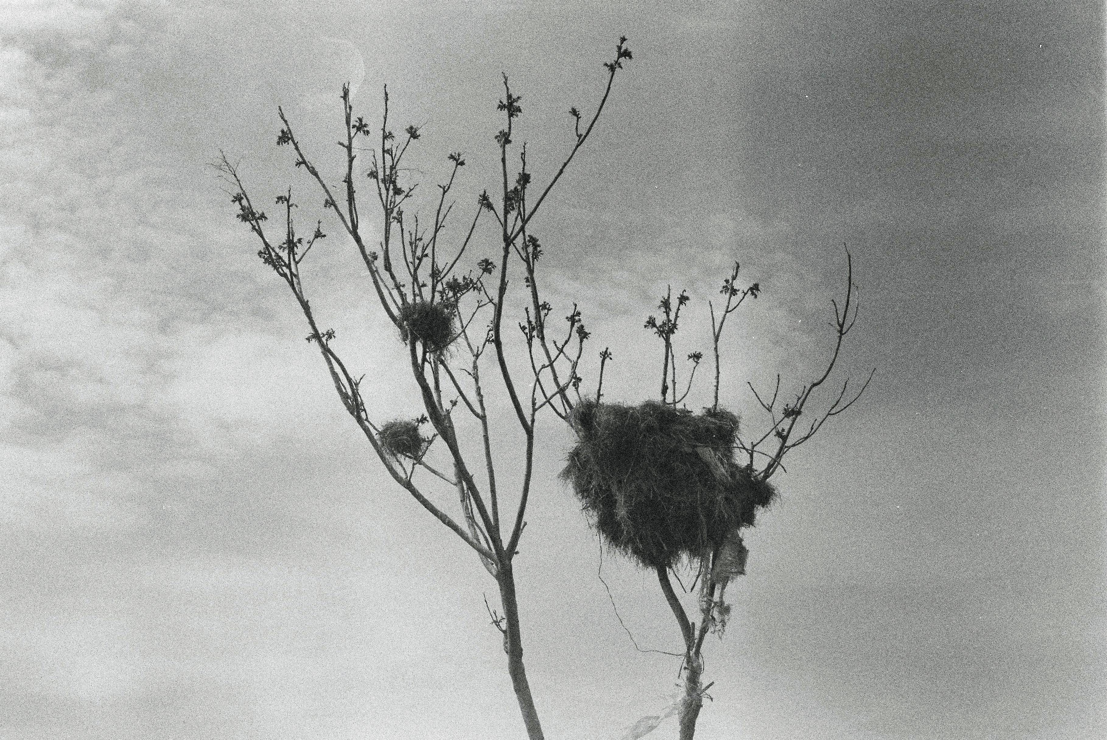 Black and White Photo of a Tree with Bird Nests · Free Stock Photo