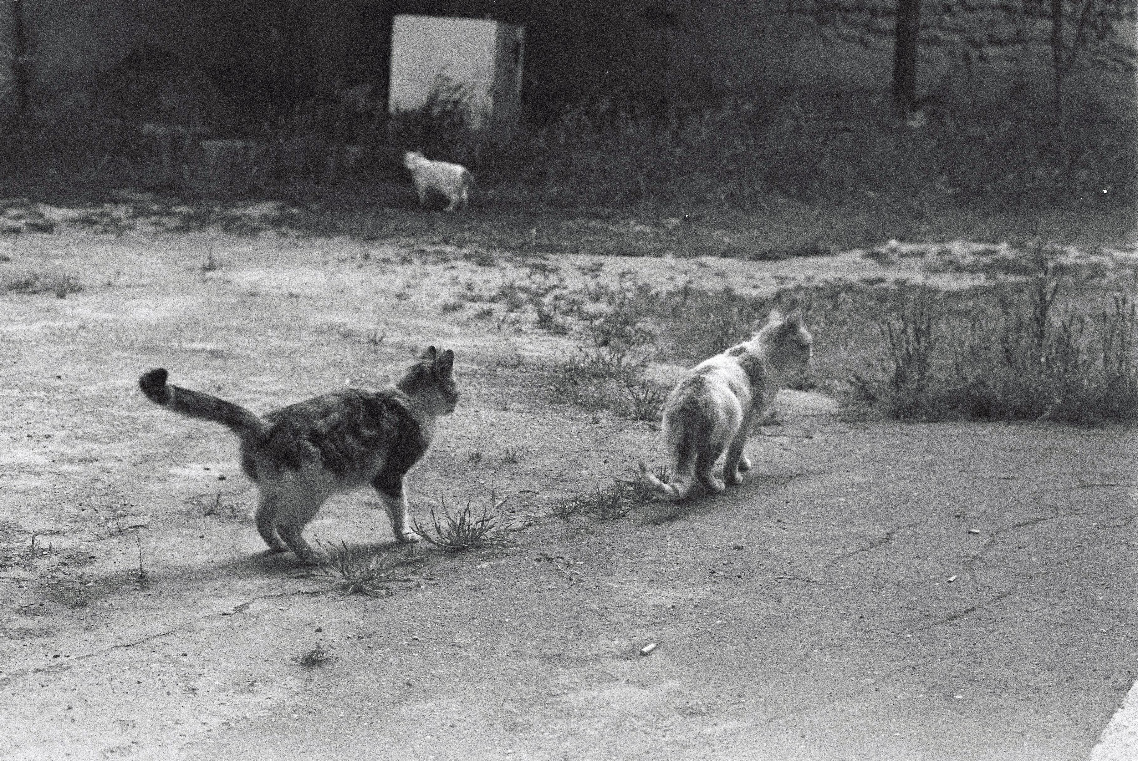 Black and White Photo of Stray Kittens Walking Outside · Free Stock Photo
