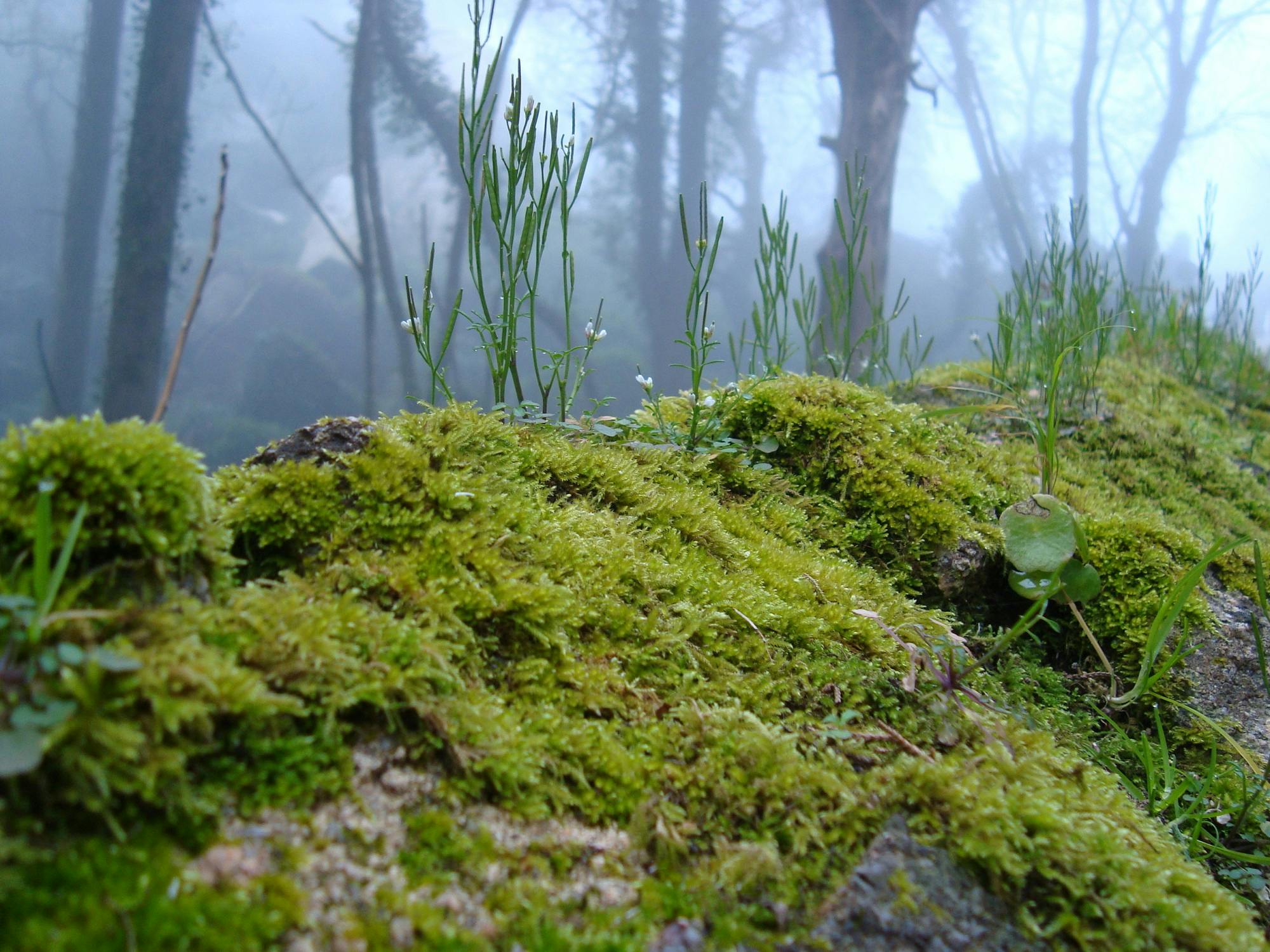 Free stock photo of forest, grass