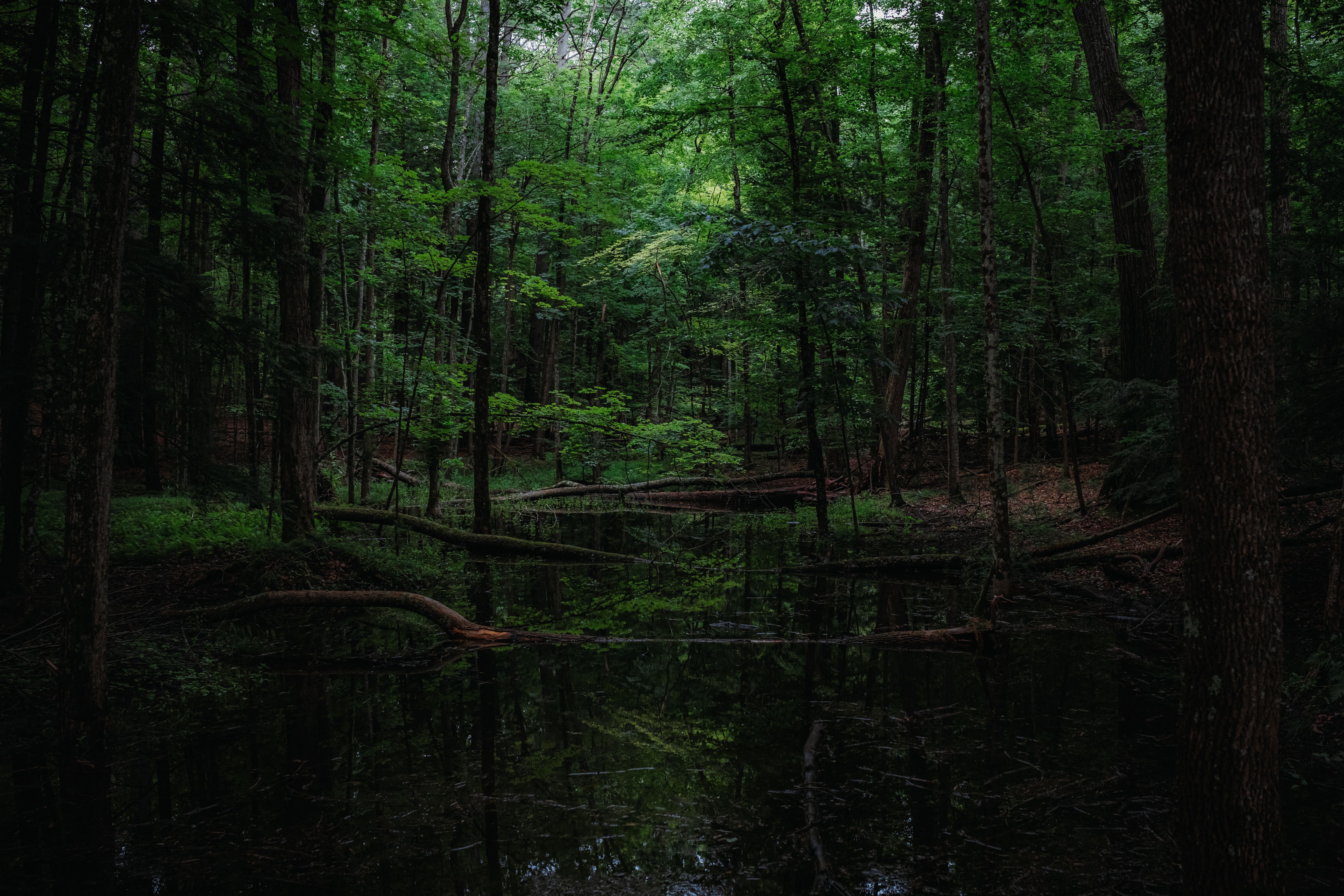 Marsh in Dense Woods · Free Stock Photo