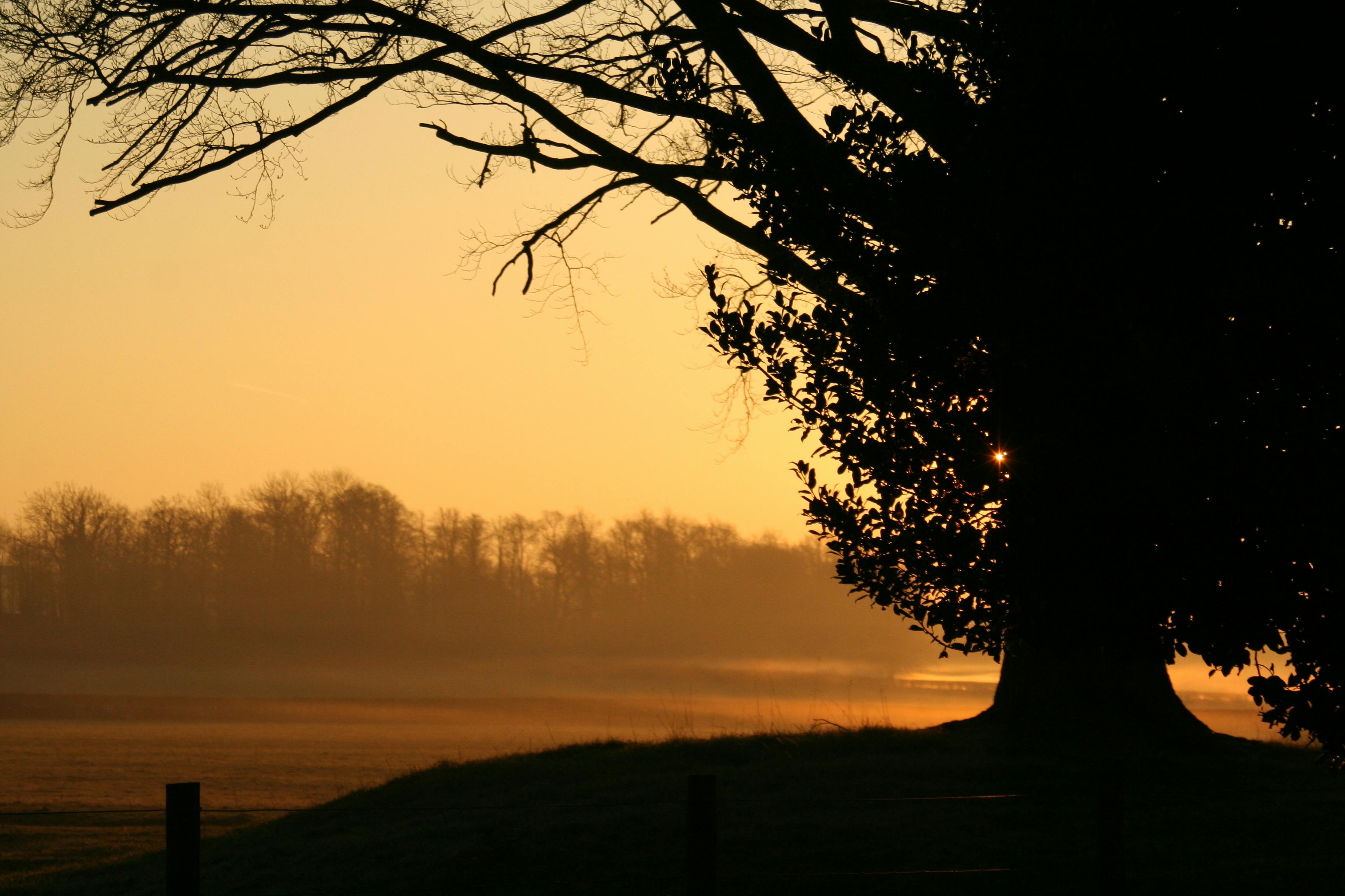 Tree Silhouette at Sunset · Free Stock Photo