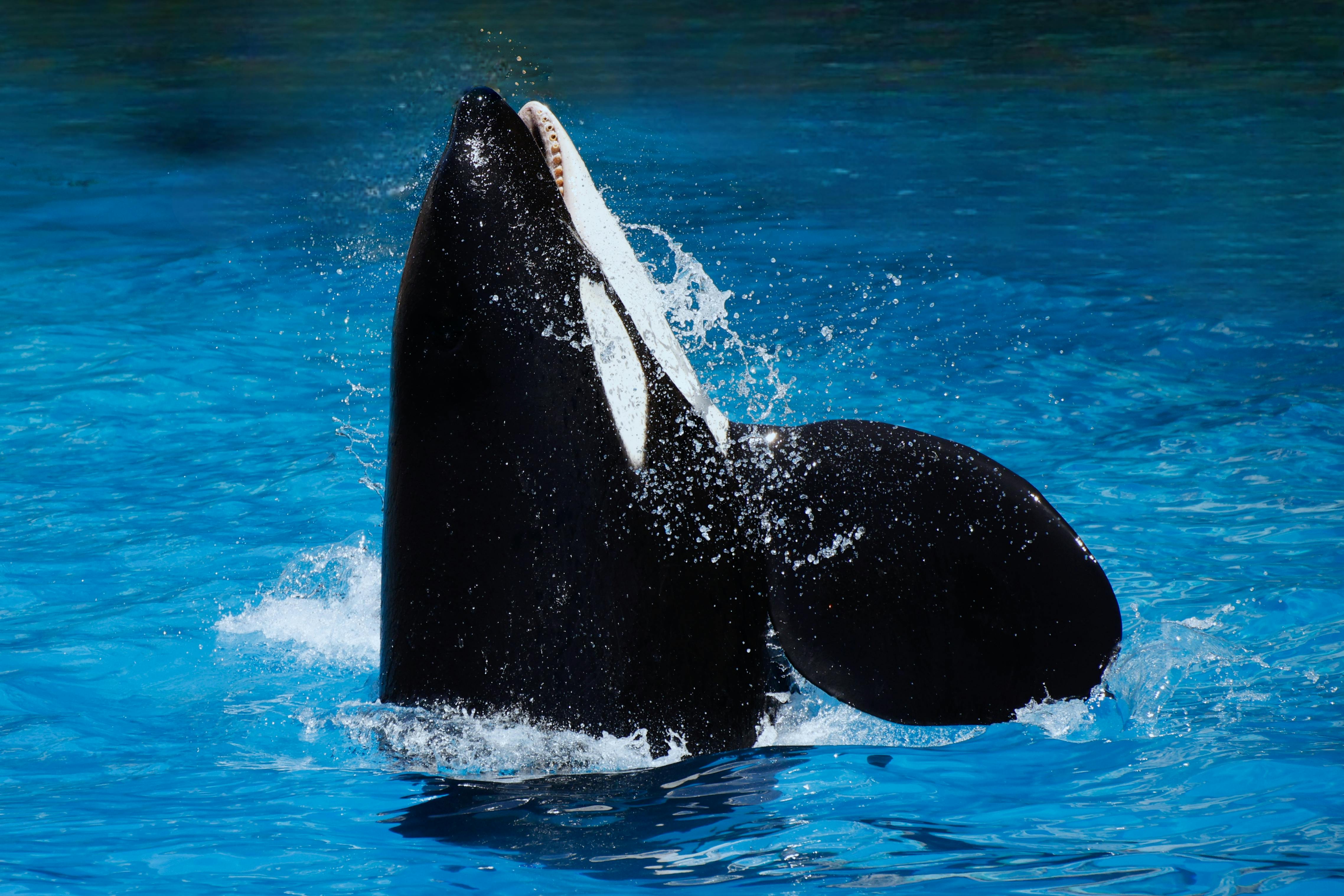 Killer Whale Photos, Download The BEST Free Killer Whale Stock Photos ...