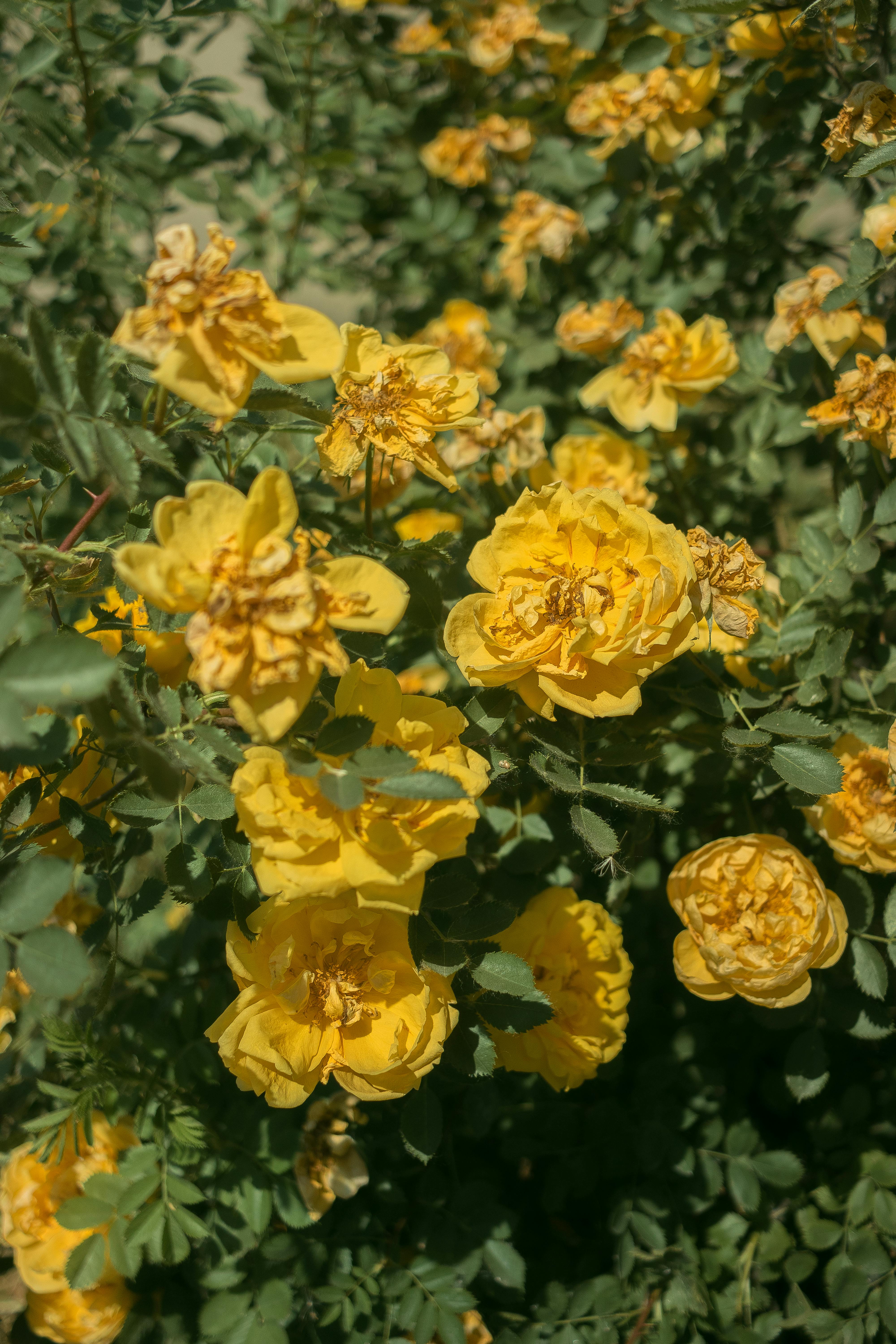 Sunlit, Yellow Flowers · Free Stock Photo
