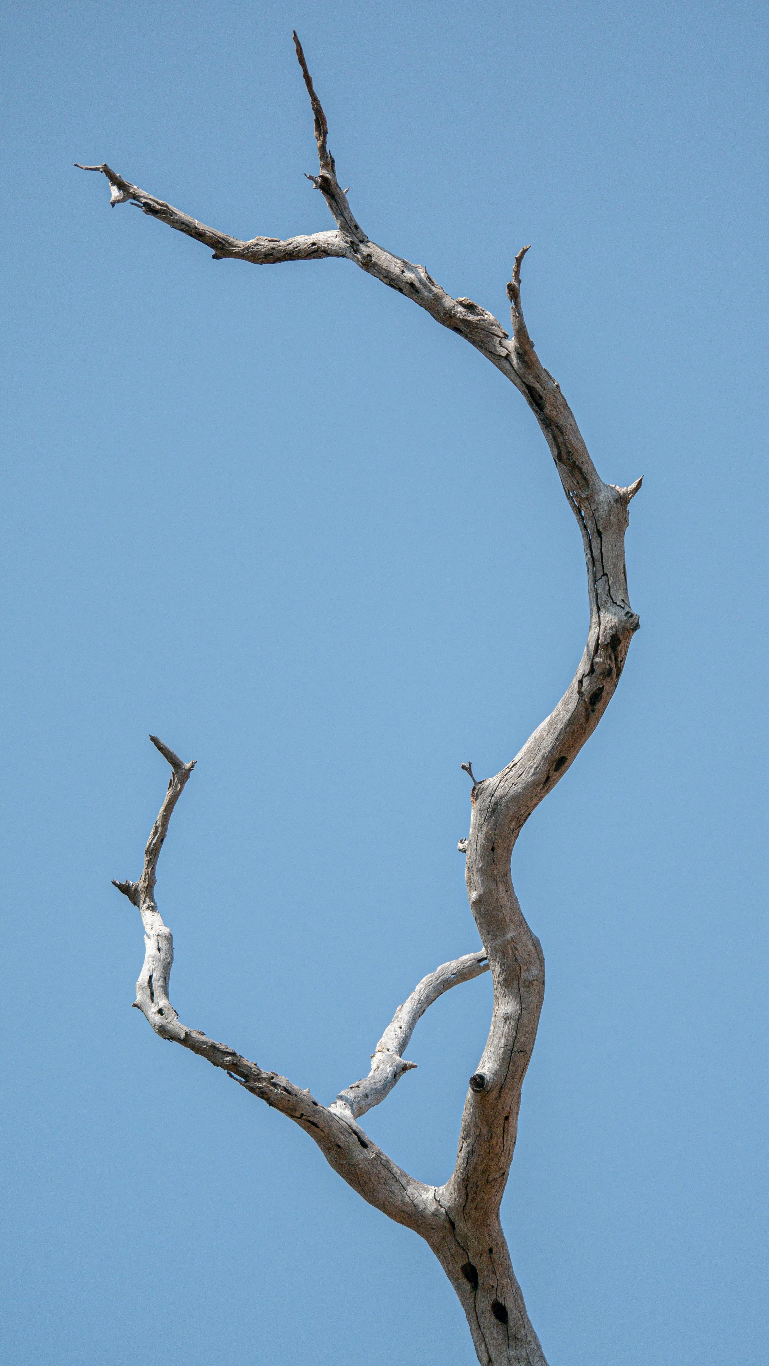 Monochrome Photo of Leafless Tree · Free Stock Photo