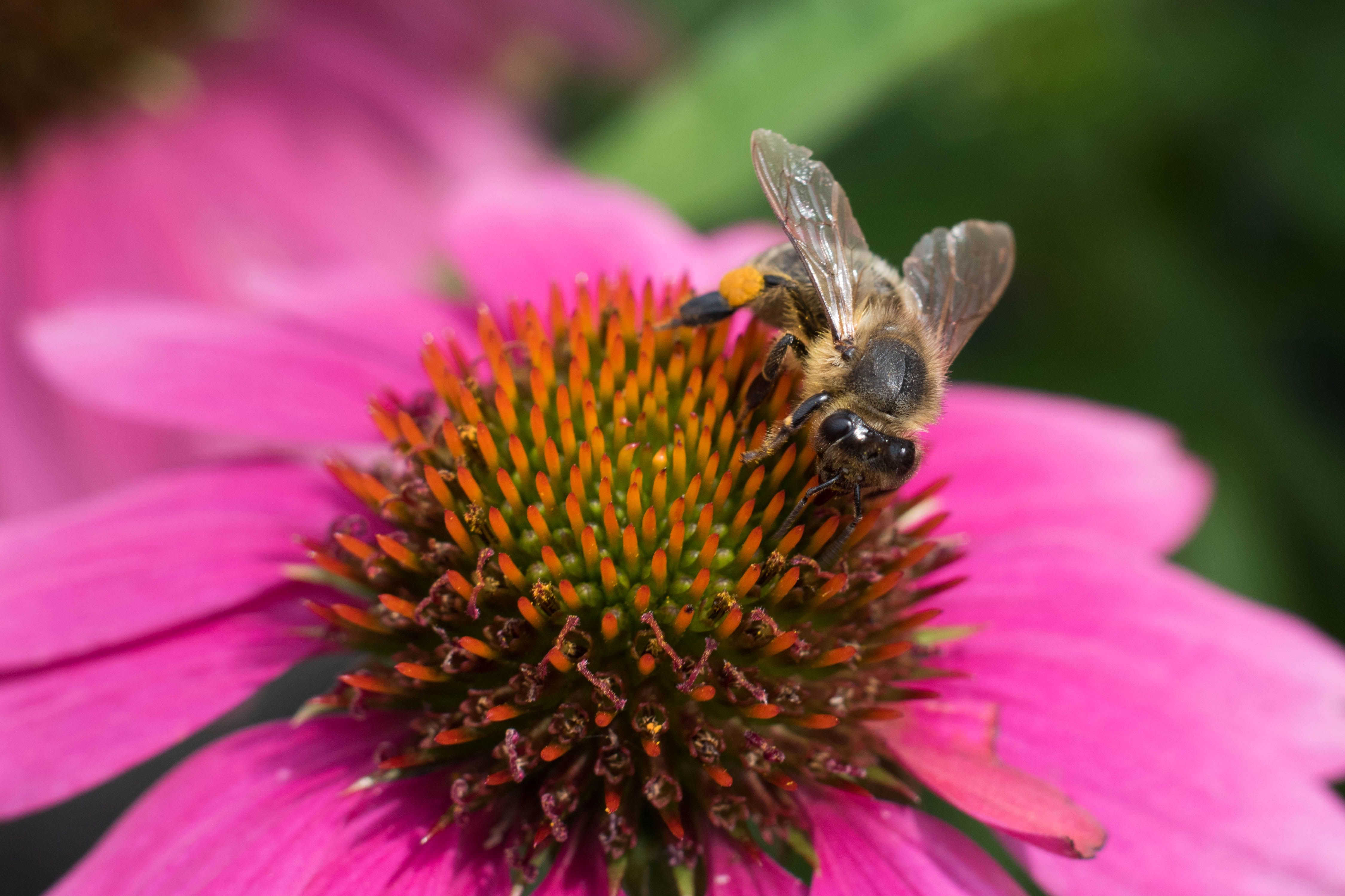 Bee on Coneflower · Free Stock Photo