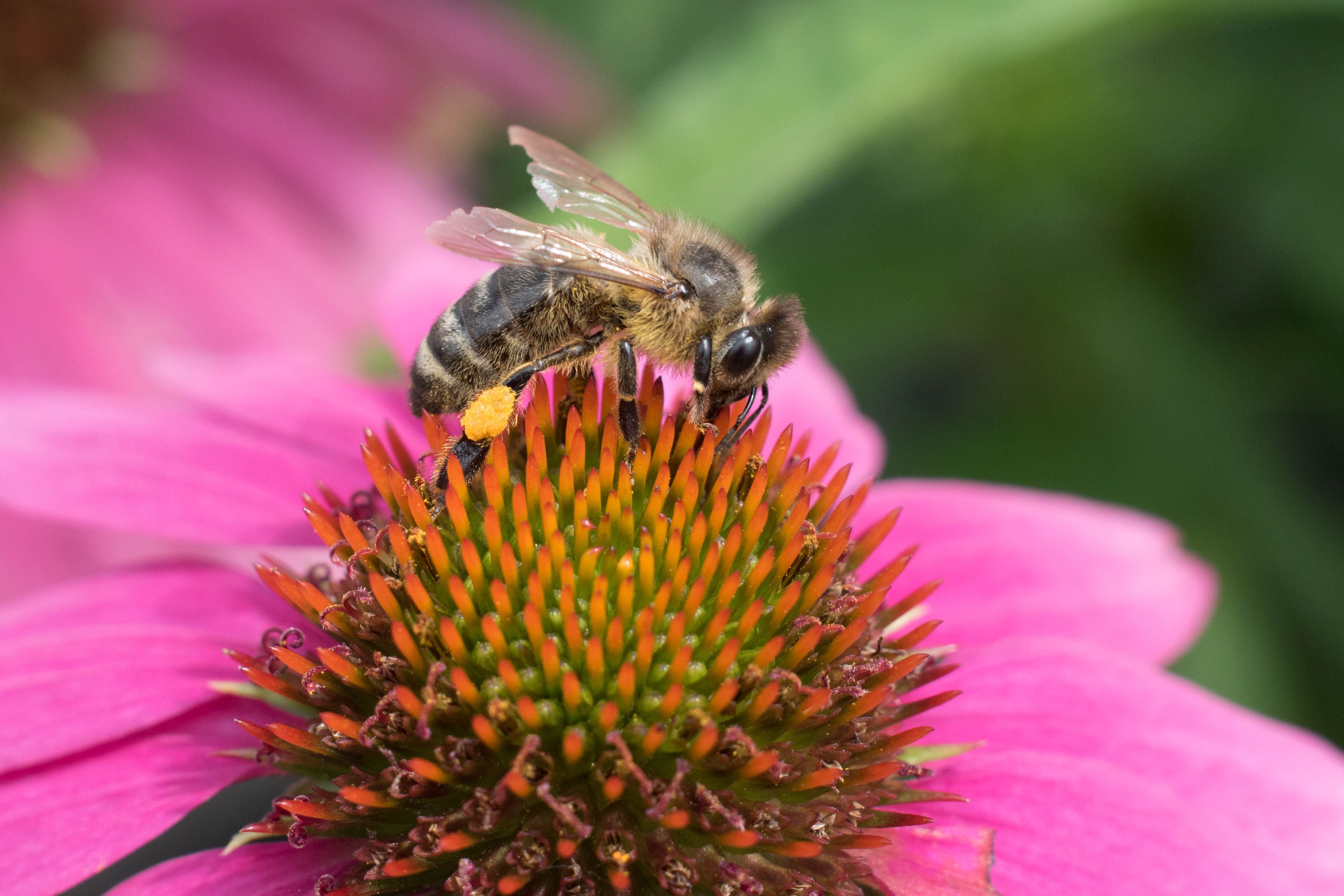 Apis Photos, Download The BEST Free Apis Stock Photos & HD Images