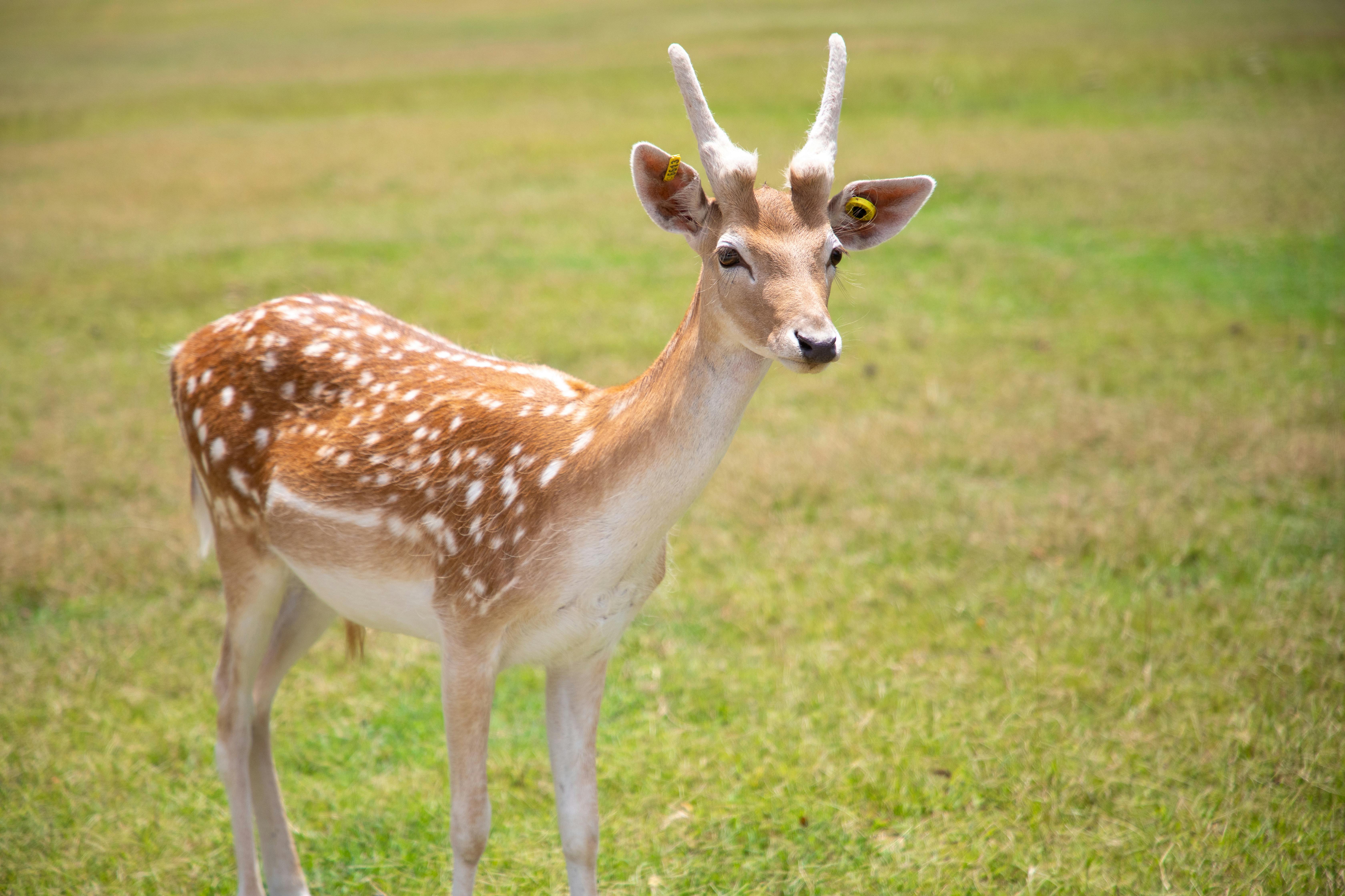 Young Deer with Ear Tags · Free Stock Photo