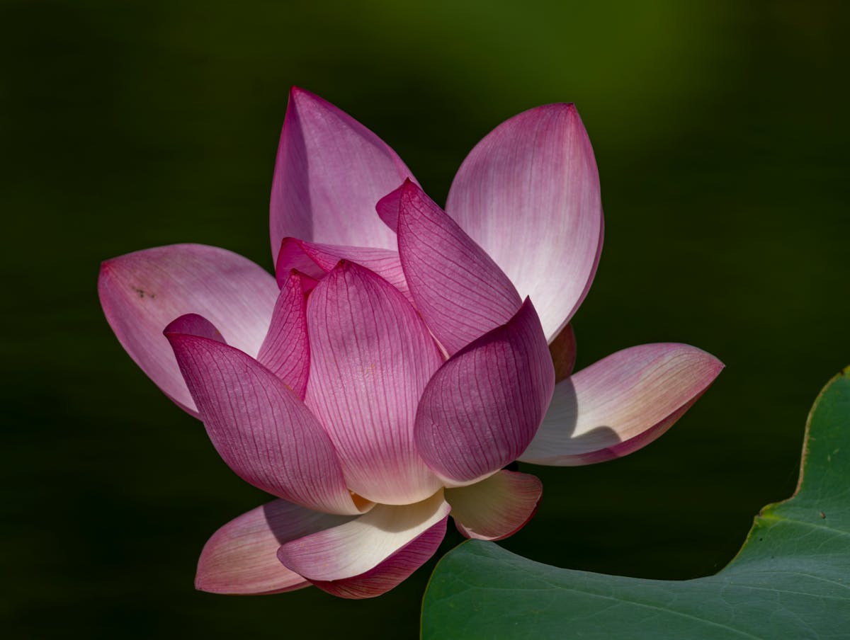 Ferme De Lotus Photos, Download The BEST Free Ferme De Lotus Stock ...