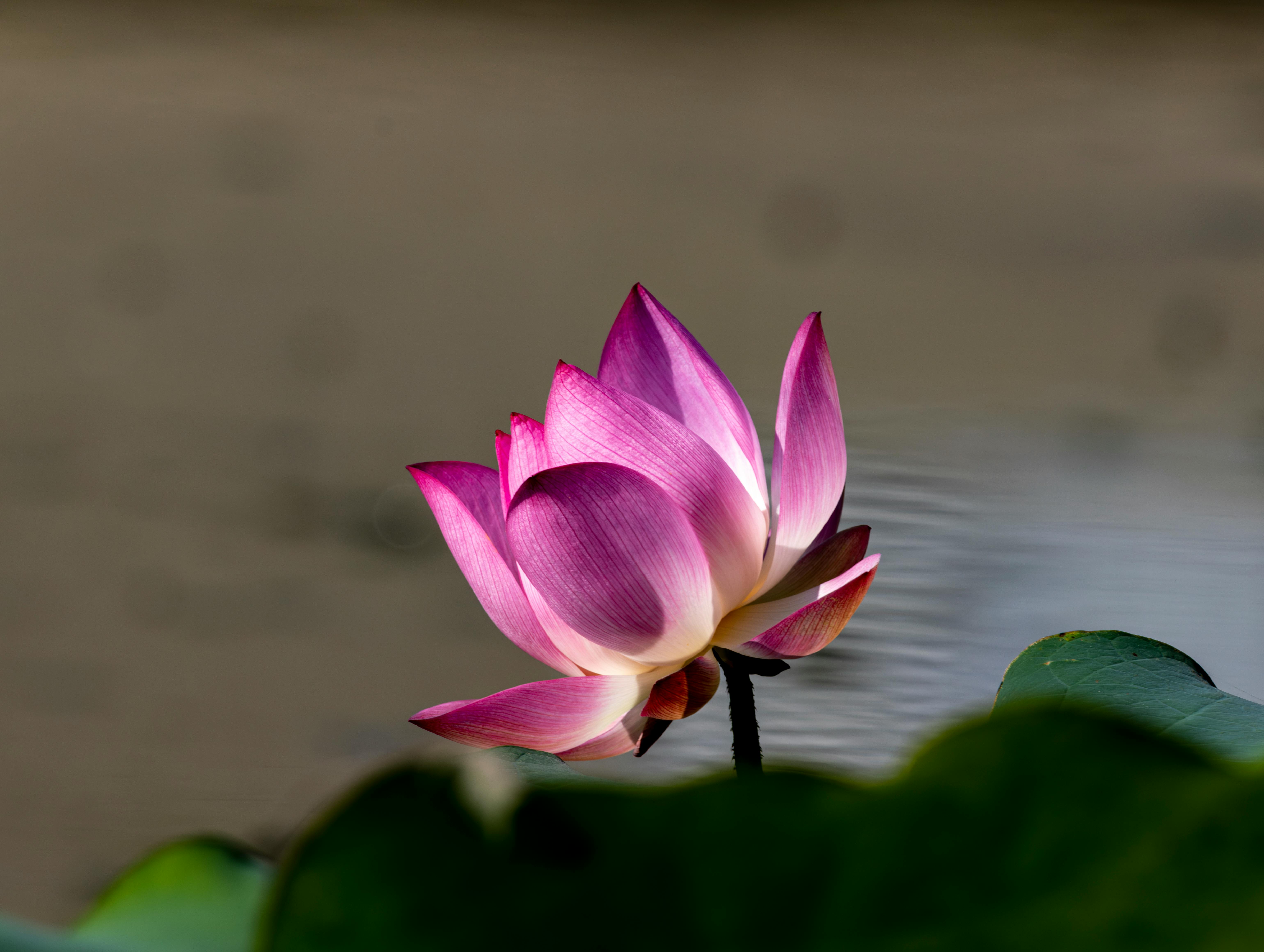 Photography of Lotus Flowers in Bloom · Free Stock Photo