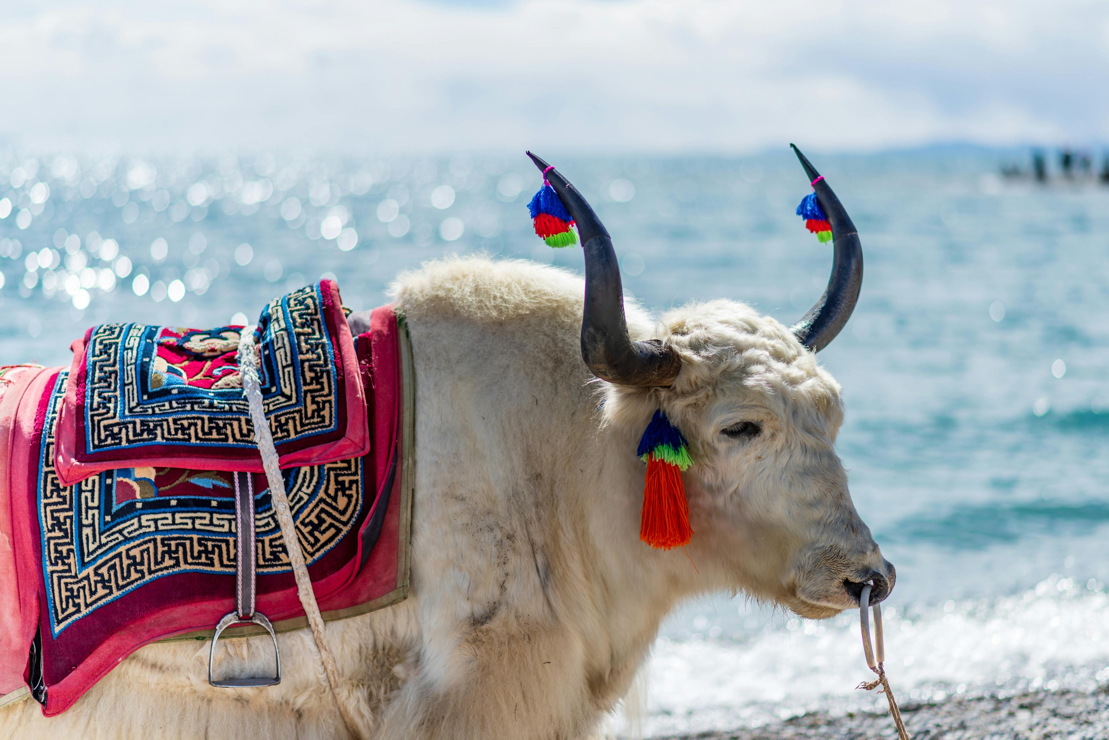 Brown Bull Standing in Green Grass Field at Daytime Photography · Free ...