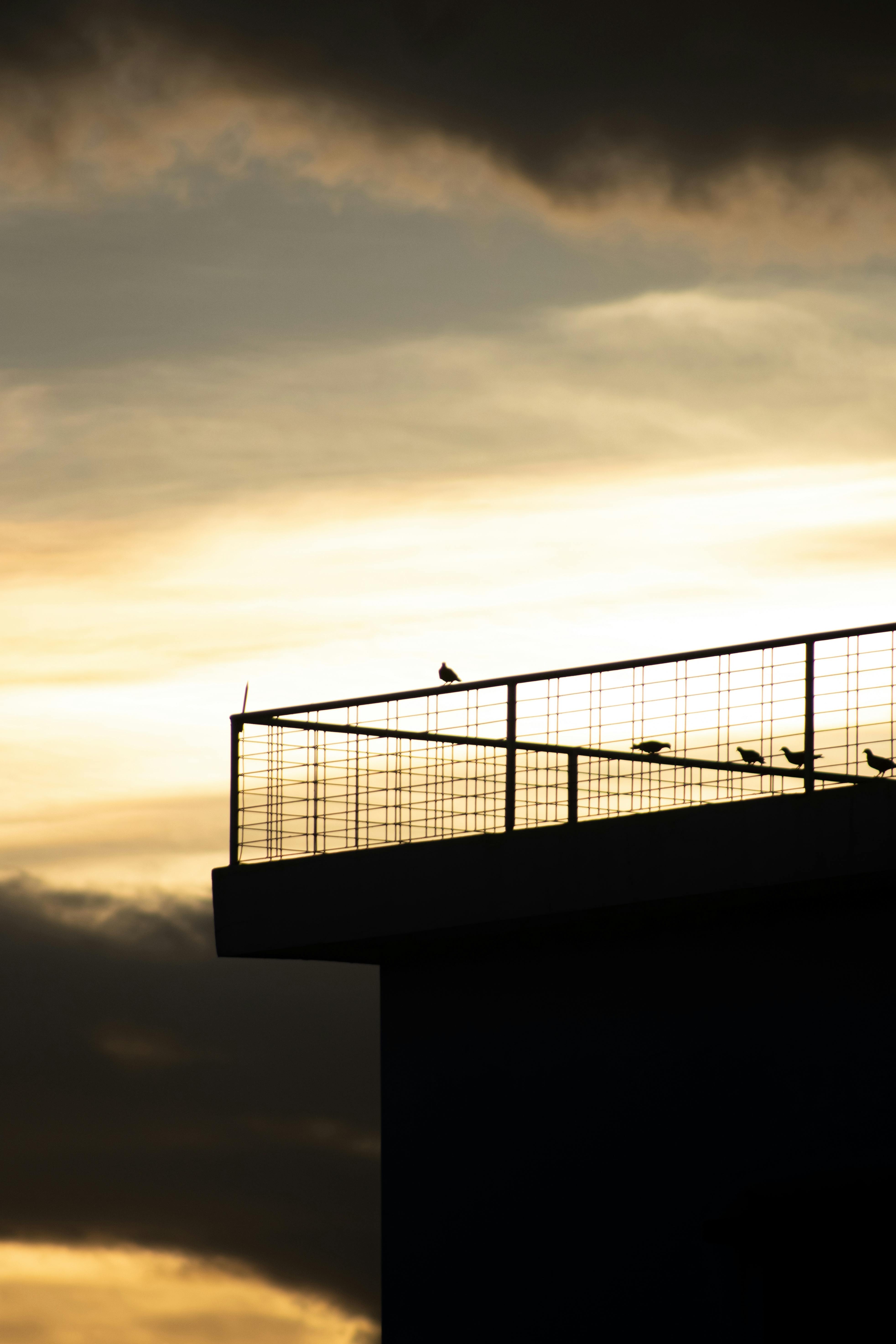 Birds on Railing · Free Stock Photo