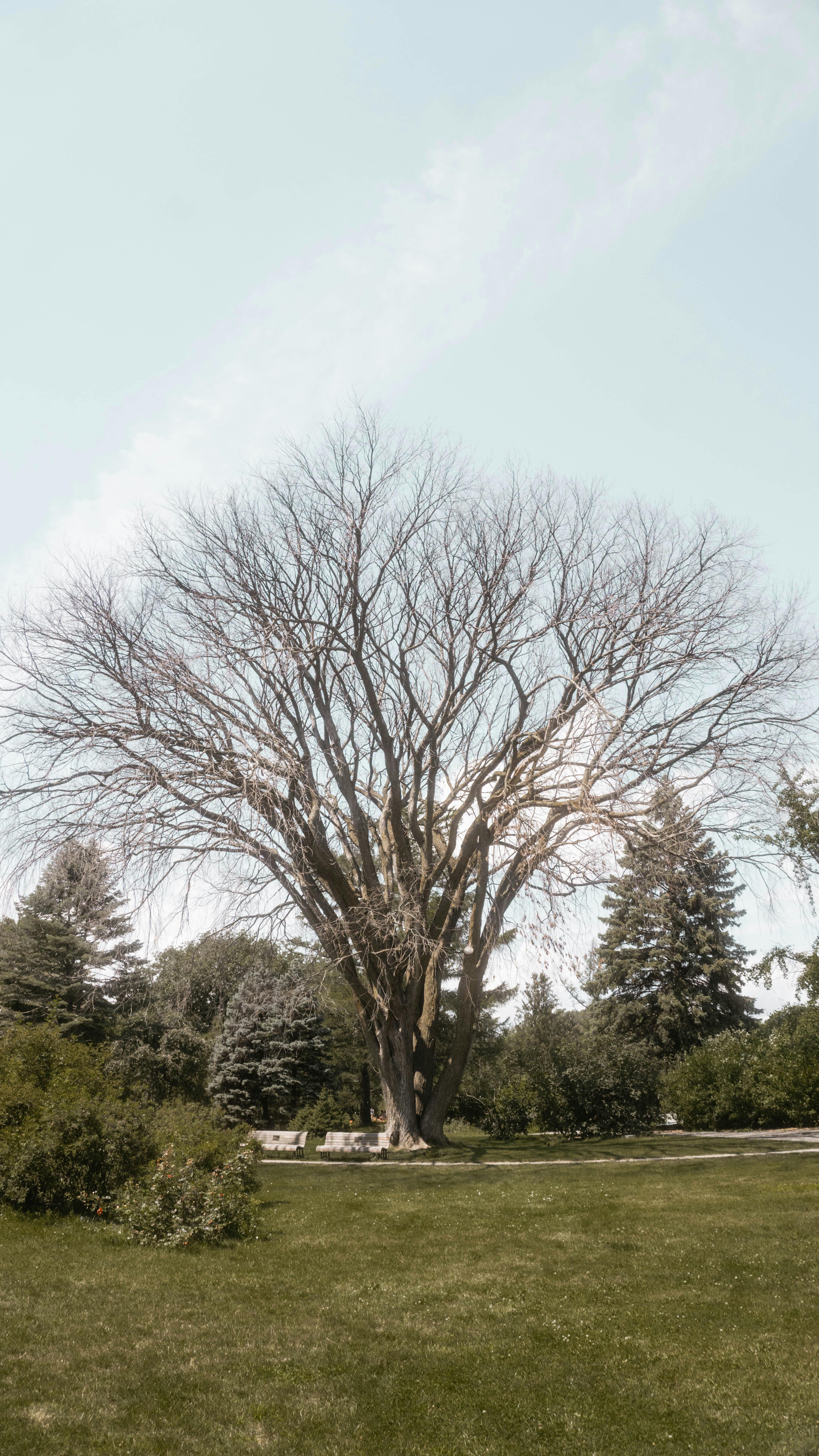 Large Bare Tree in Botanical Garden in Montreal, Canada · Free Stock Photo