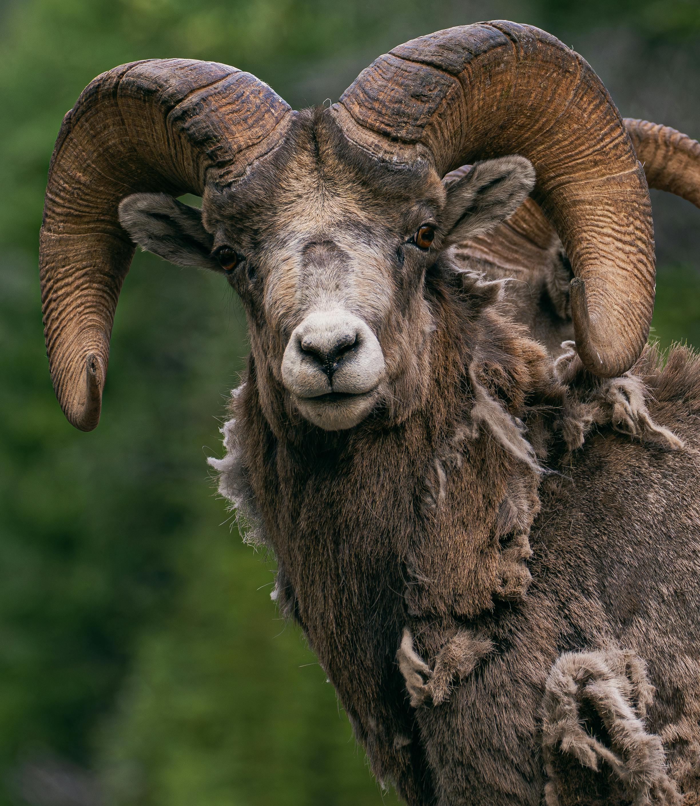 Wild Sheep Photos, Download The BEST Free Wild Sheep Stock Photos & HD ...