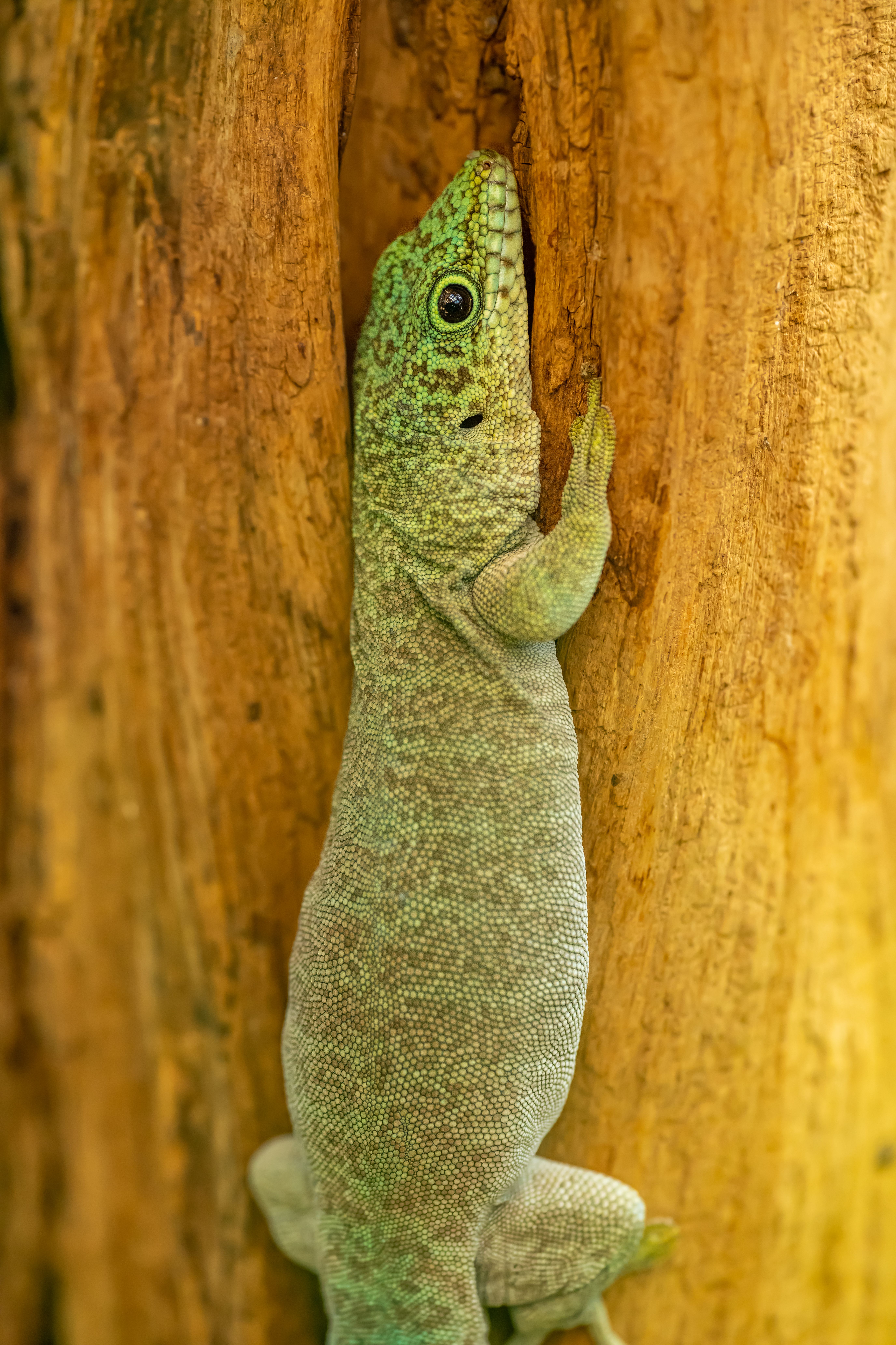 Standing S Day Gecko Photos, Download The BEST Free Standing S Day ...