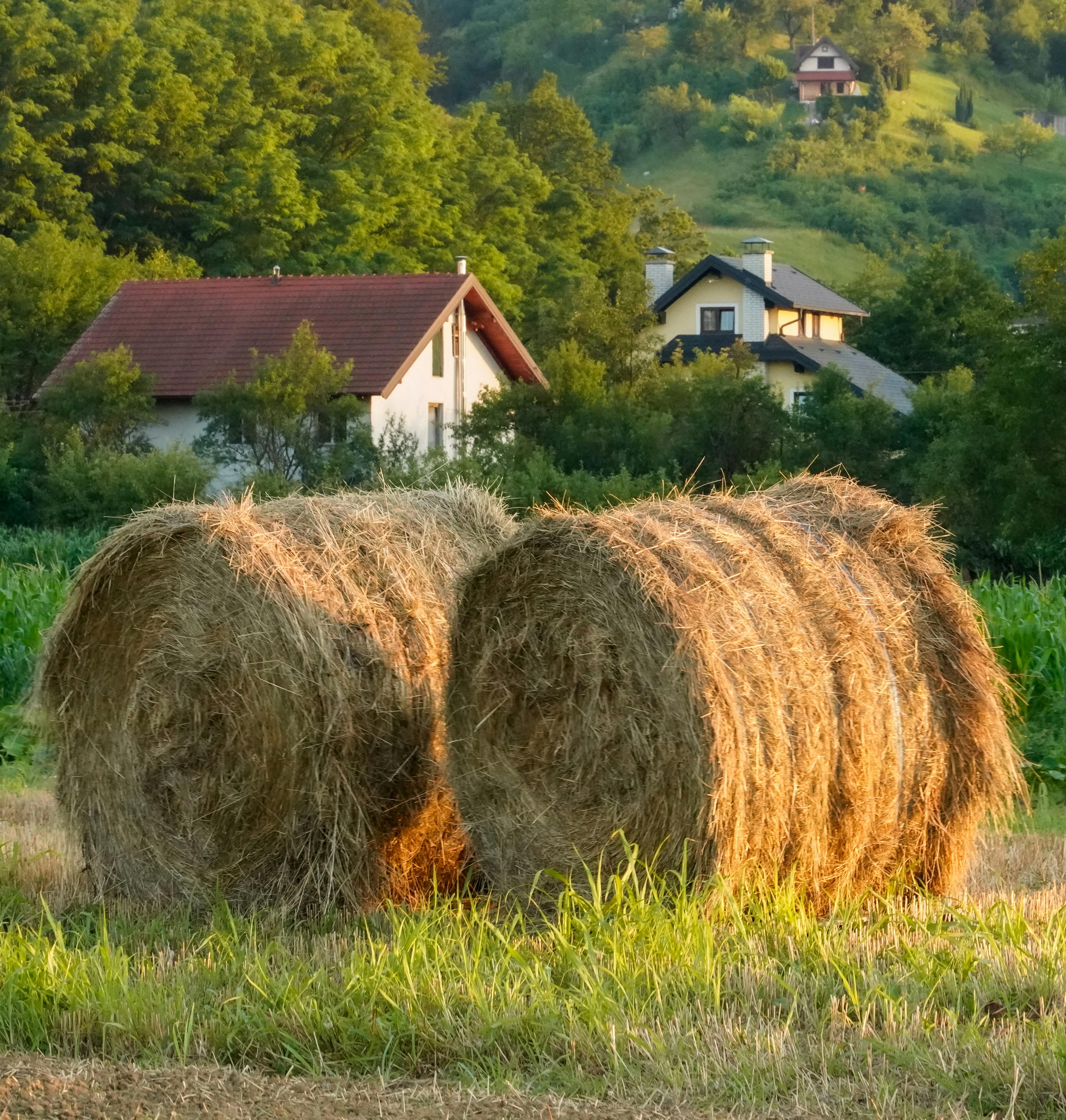 Bale of Hay on a Field · Free Stock Photo