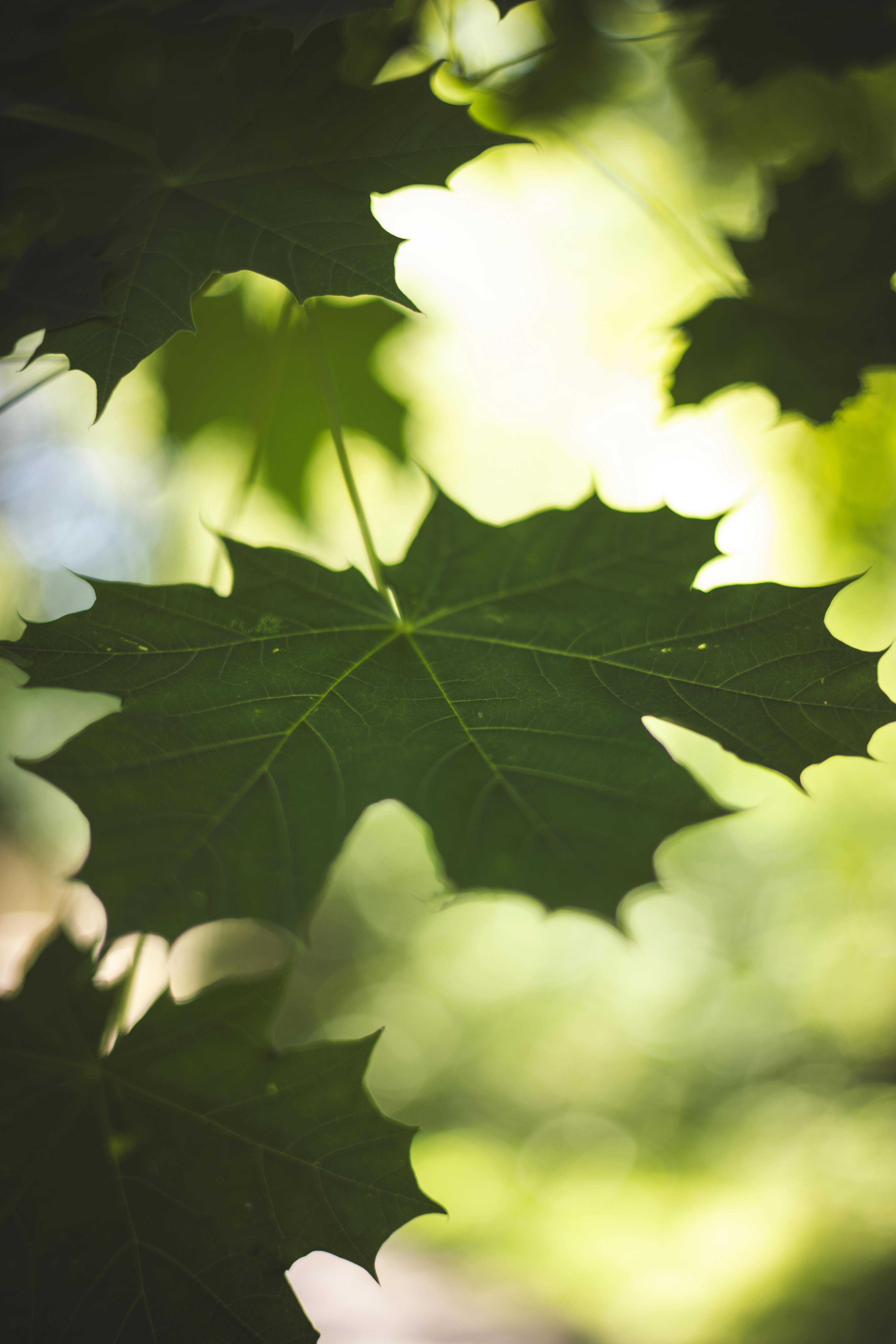 Green Leaf in Sunlight · Free Stock Photo