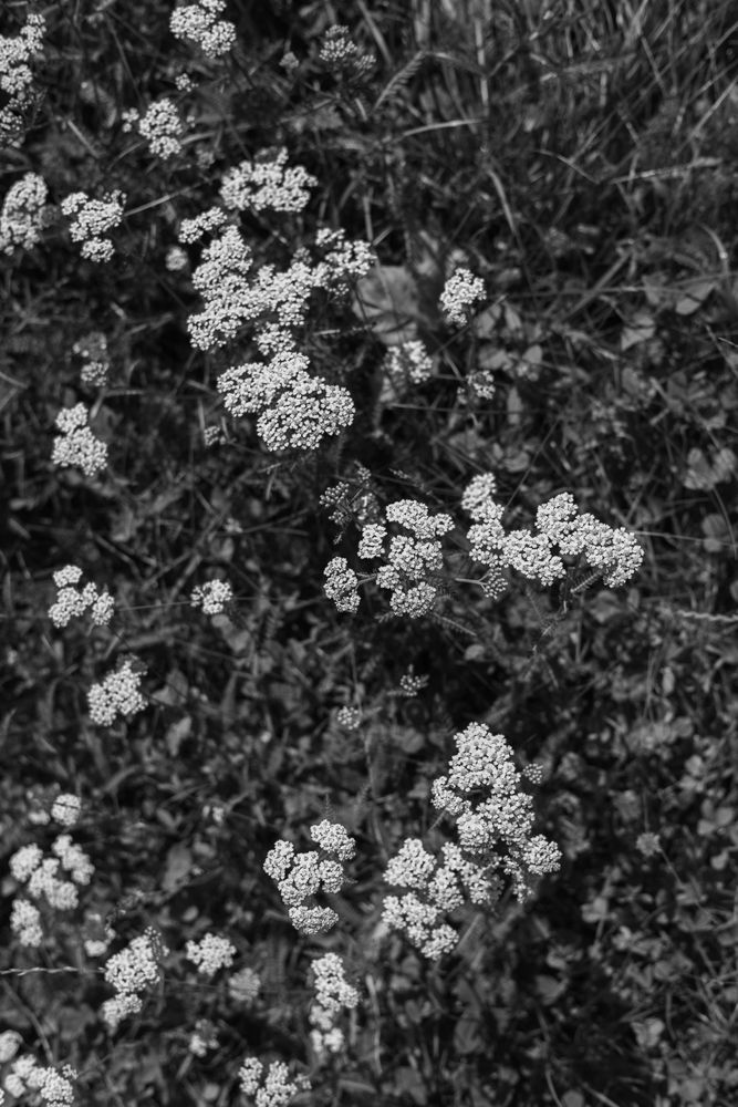 4.000+ Wiese Hintergrund Bilder und Fotos · Kostenlos Downloaden ...