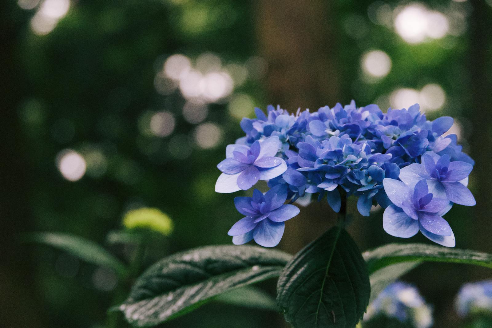 Blue Hydrangea Flowers Photos, Download The BEST Free Blue Hydrangea ...