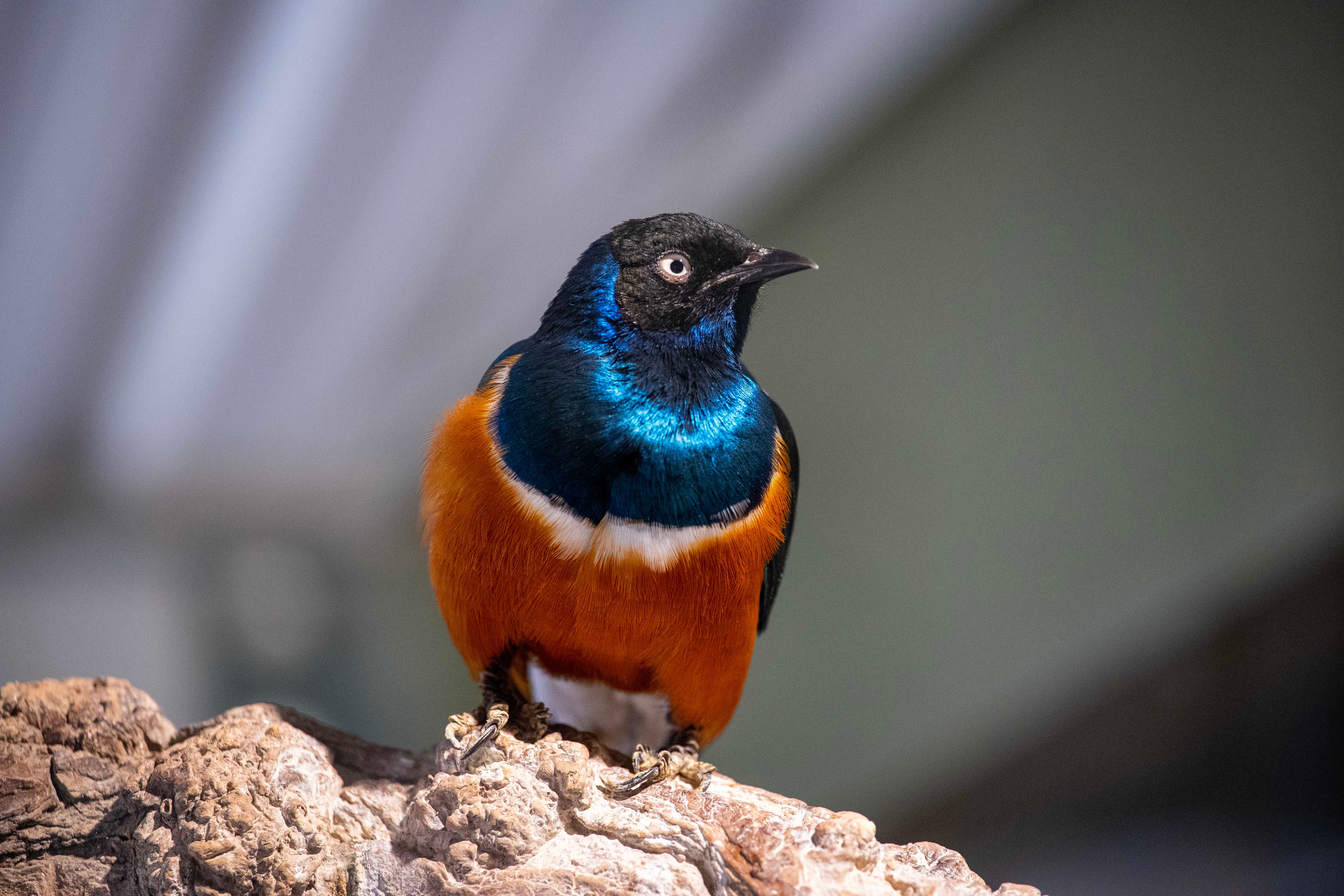 Close up of Superb Starling · Free Stock Photo