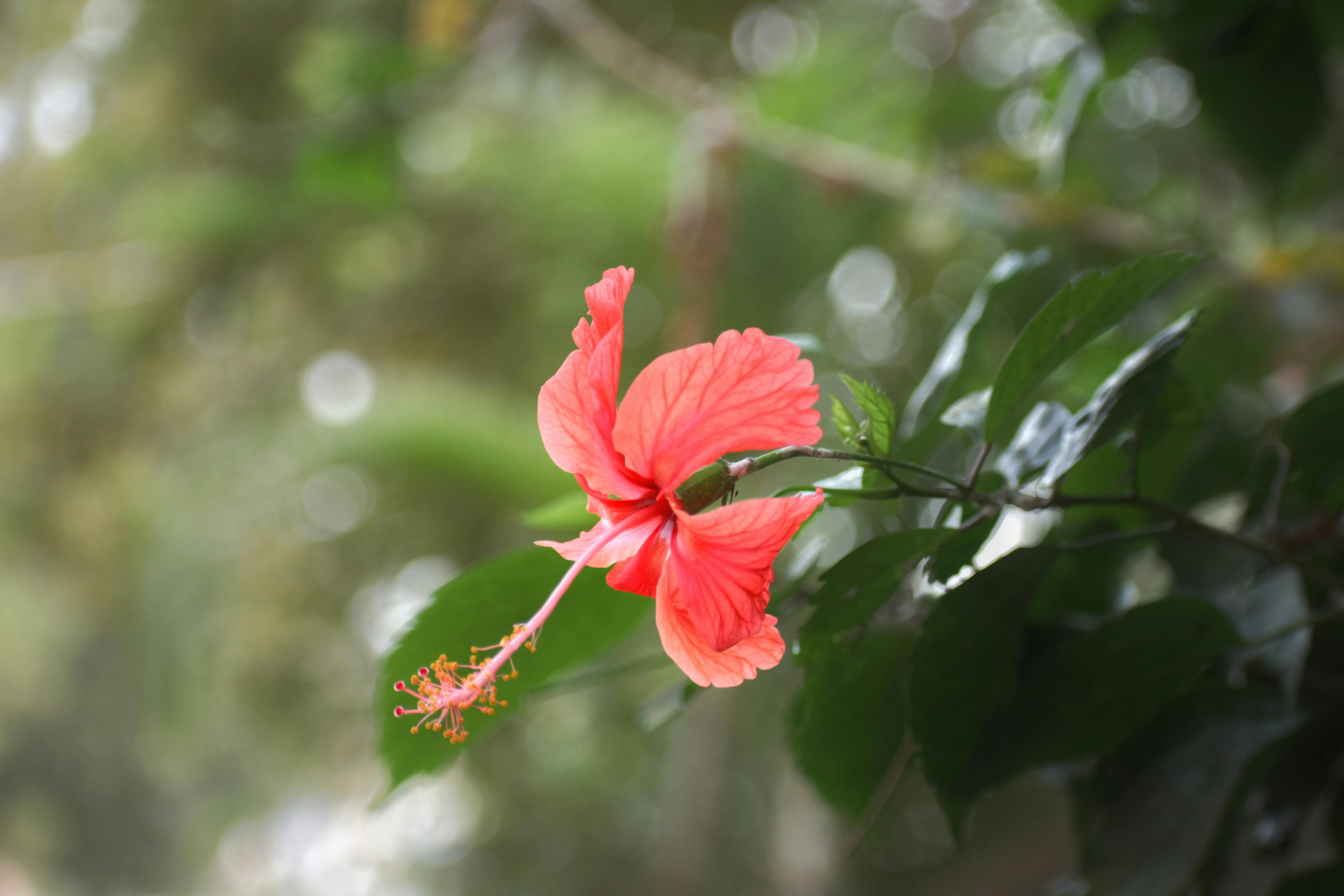 Vishal Govada - Photography