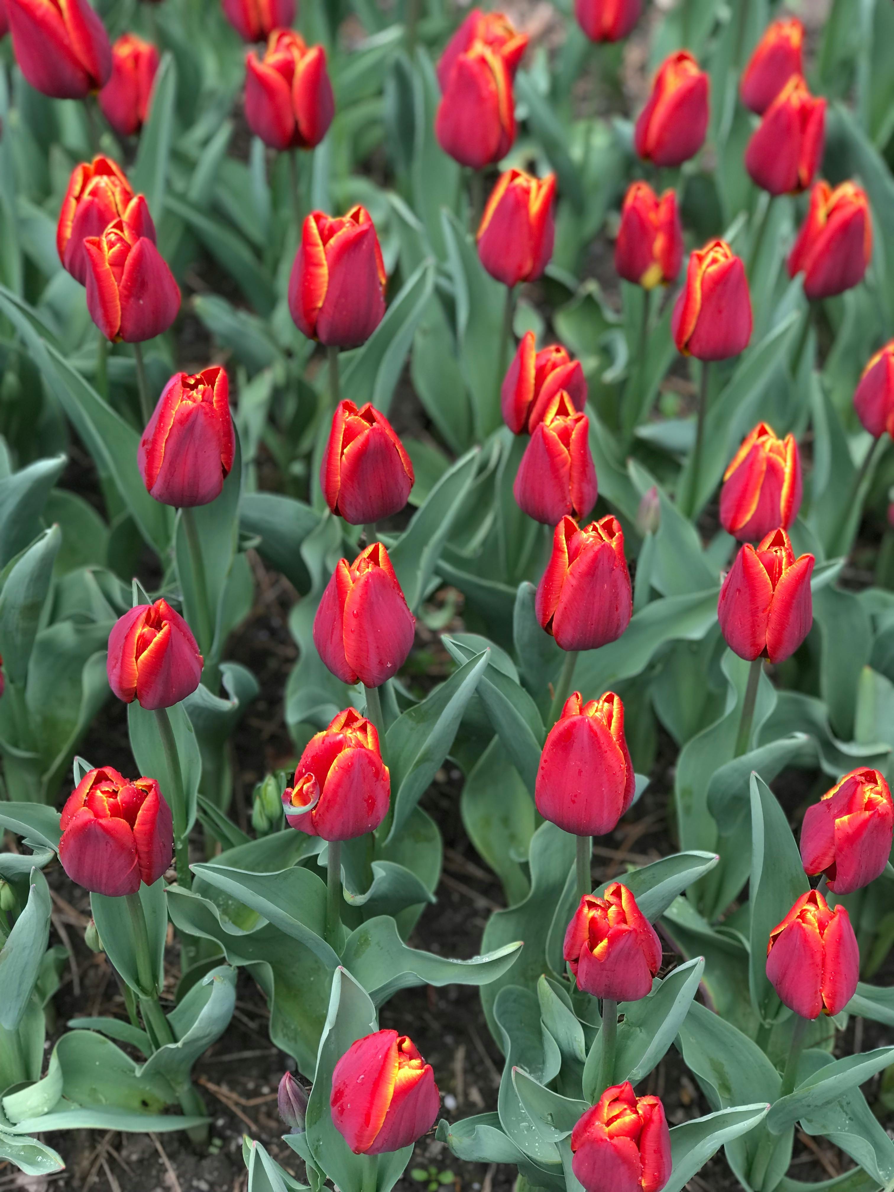 Artificial Red Tulips · Free Stock Photo