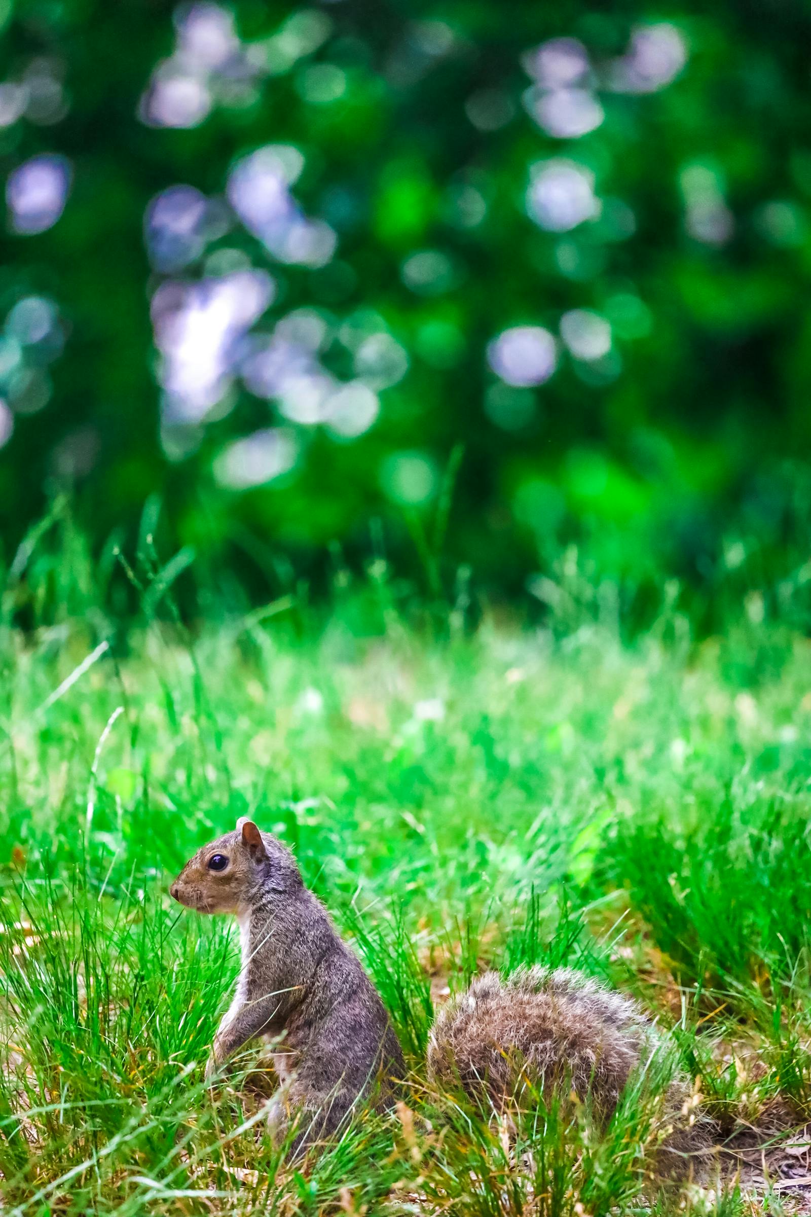 Gray Squirrel Photos, Download The BEST Free Gray Squirrel Stock Photos ...