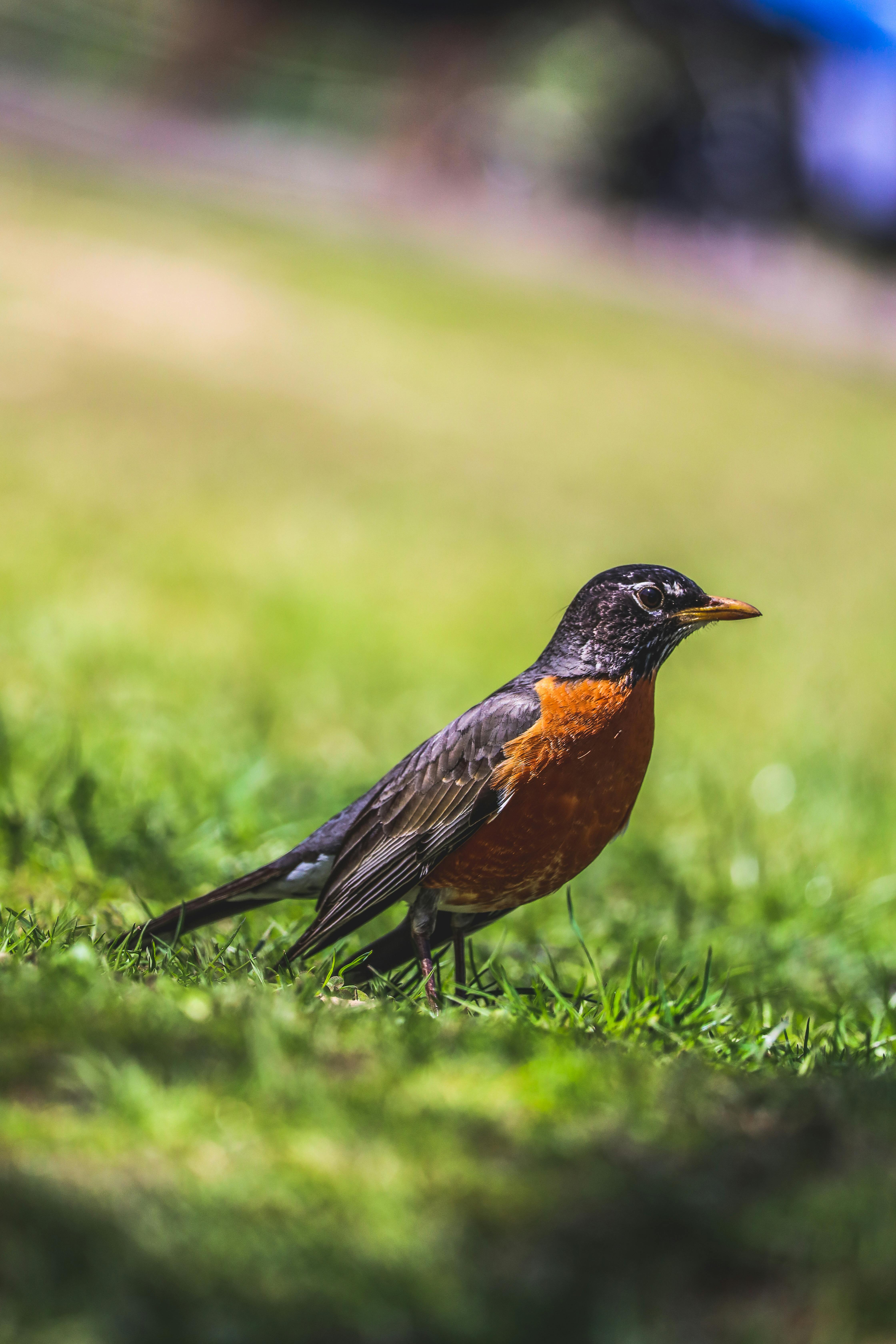 Close up of American Robin · Free Stock Photo