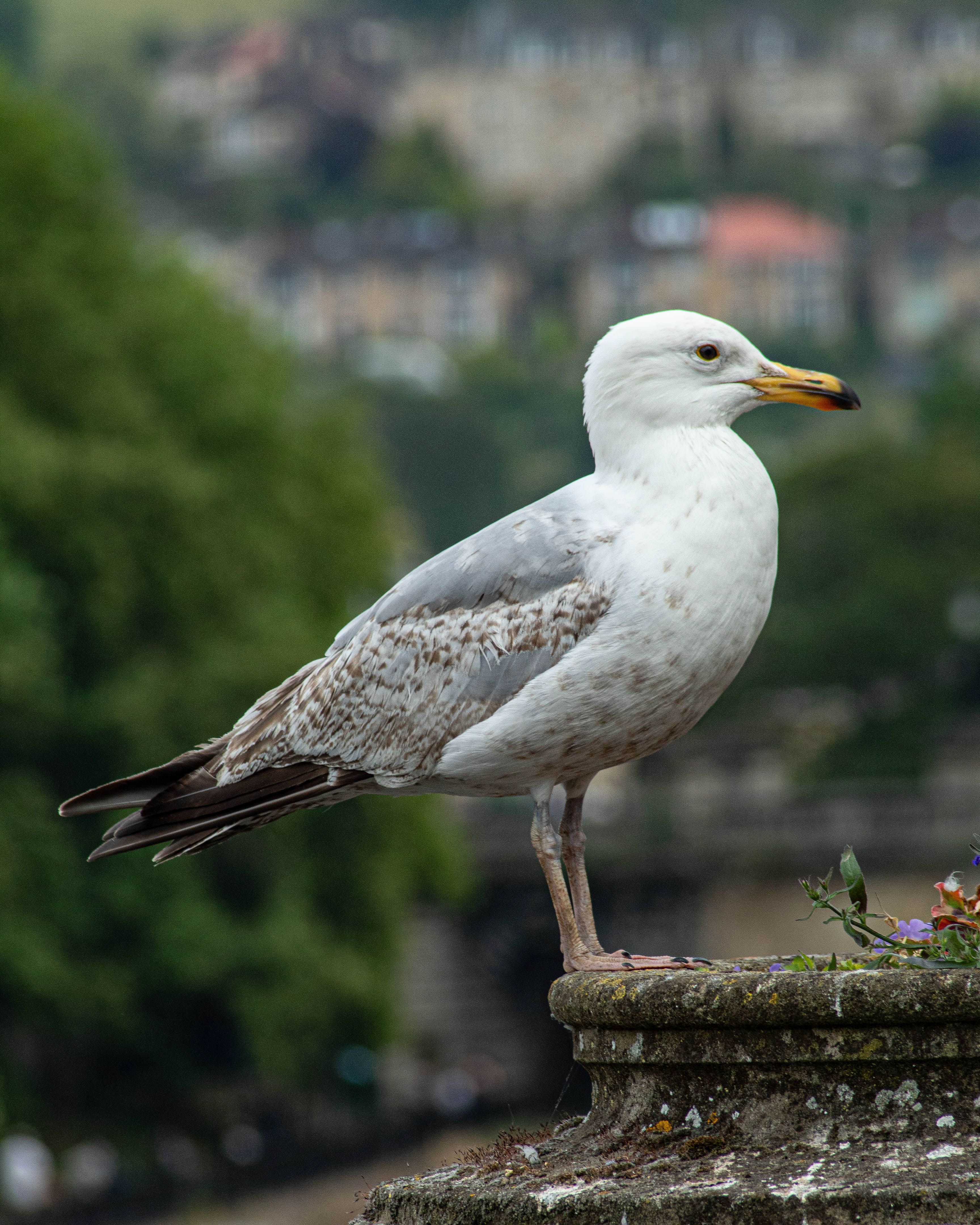 Close up of Seagull · Free Stock Photo