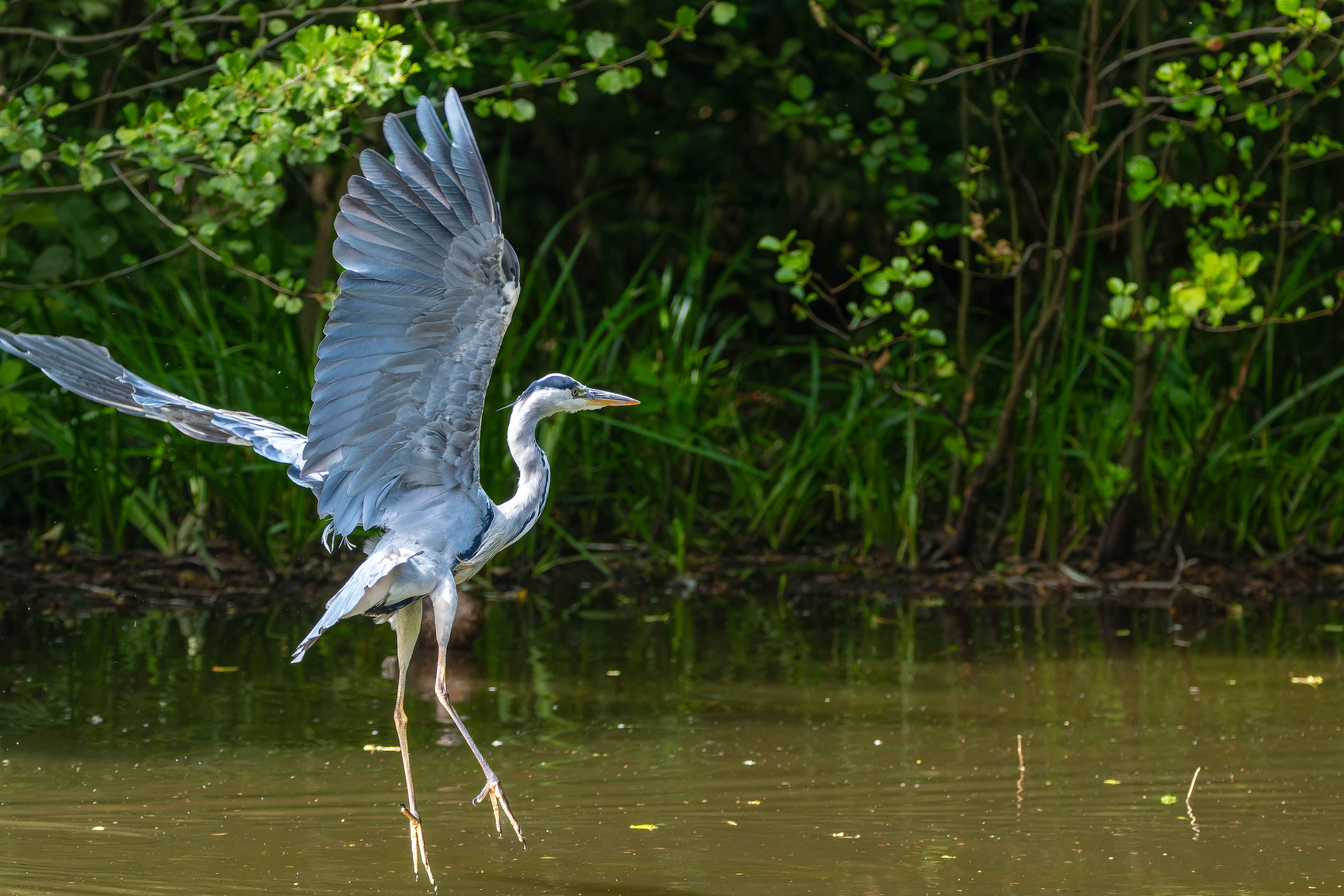 Photo gratuite de aigrette, ailes, animal, animal à plumes, bassin ...