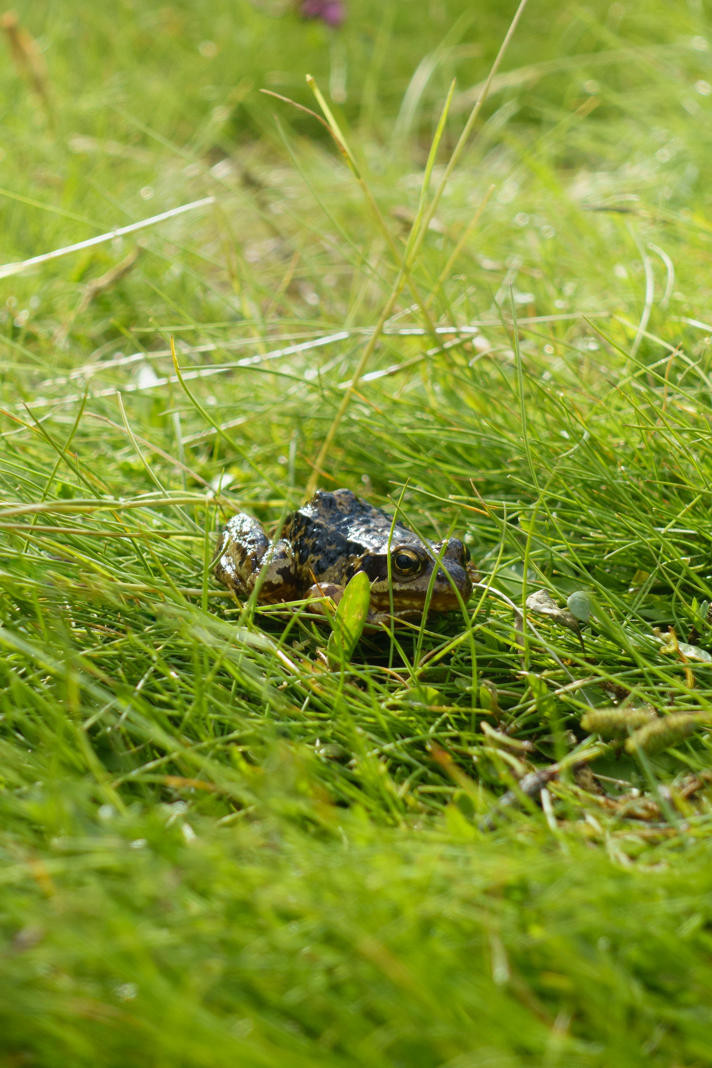 Small Green Frog Holding a Leaf · Free Stock Photo