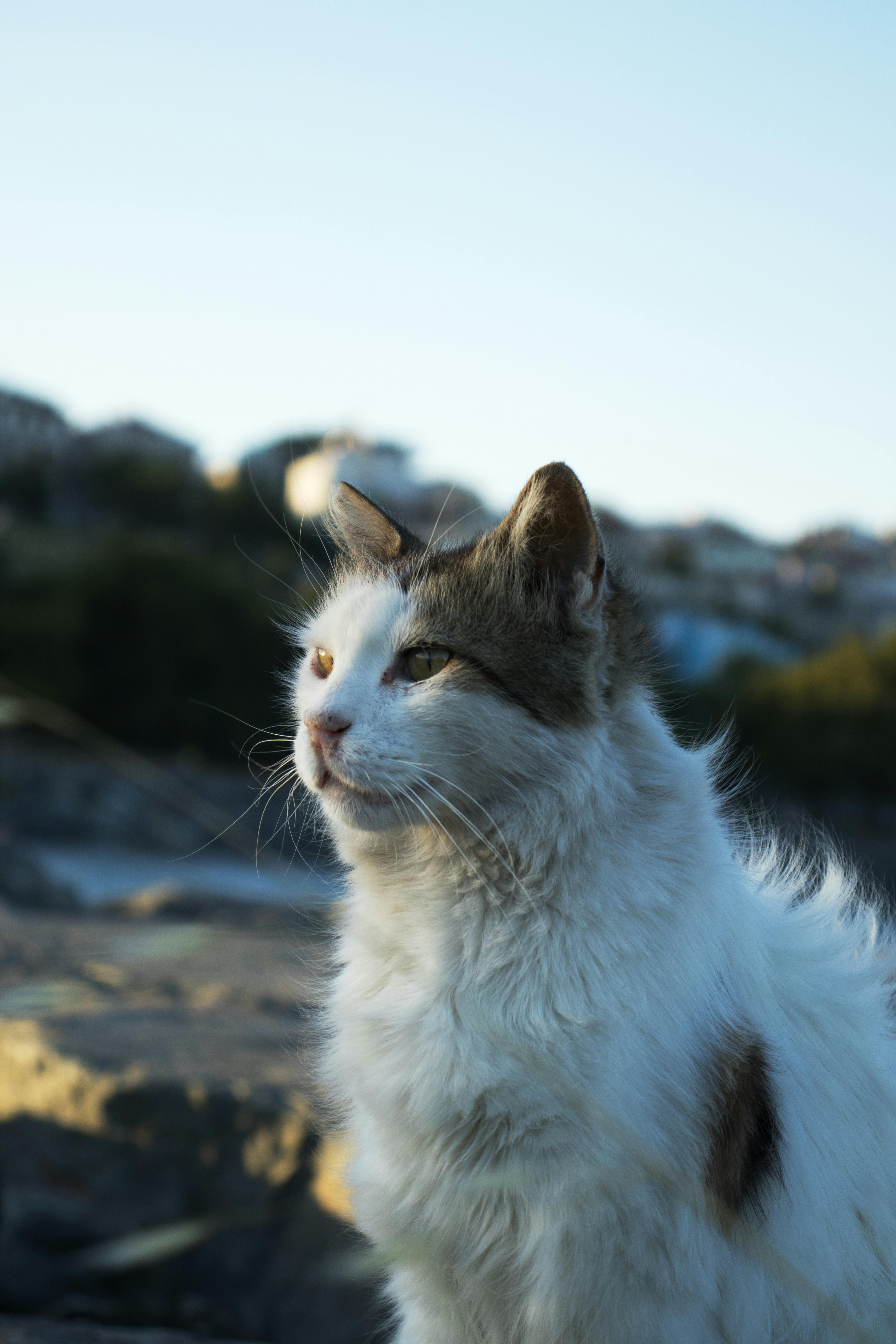 Cat Sitting With Noodle Bowl Photos, Download The BEST Free Cat Sitting ...