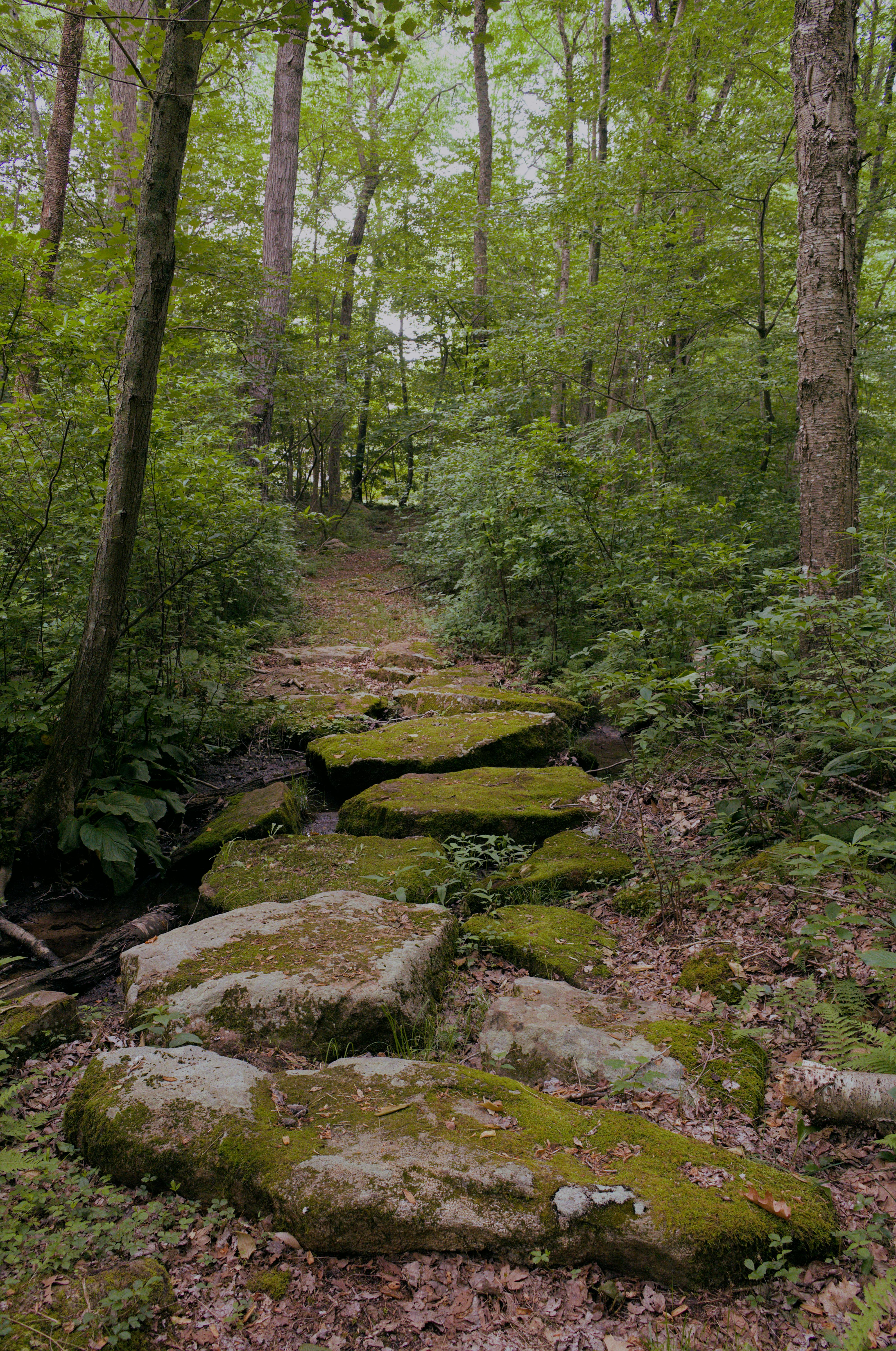 Photo gratuite de aboiement, arbres, aventure en plein air, beauté ...