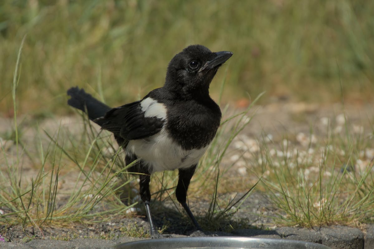Desktop Wallpaper Magpie Photos, Download The BEST Free Desktop ...