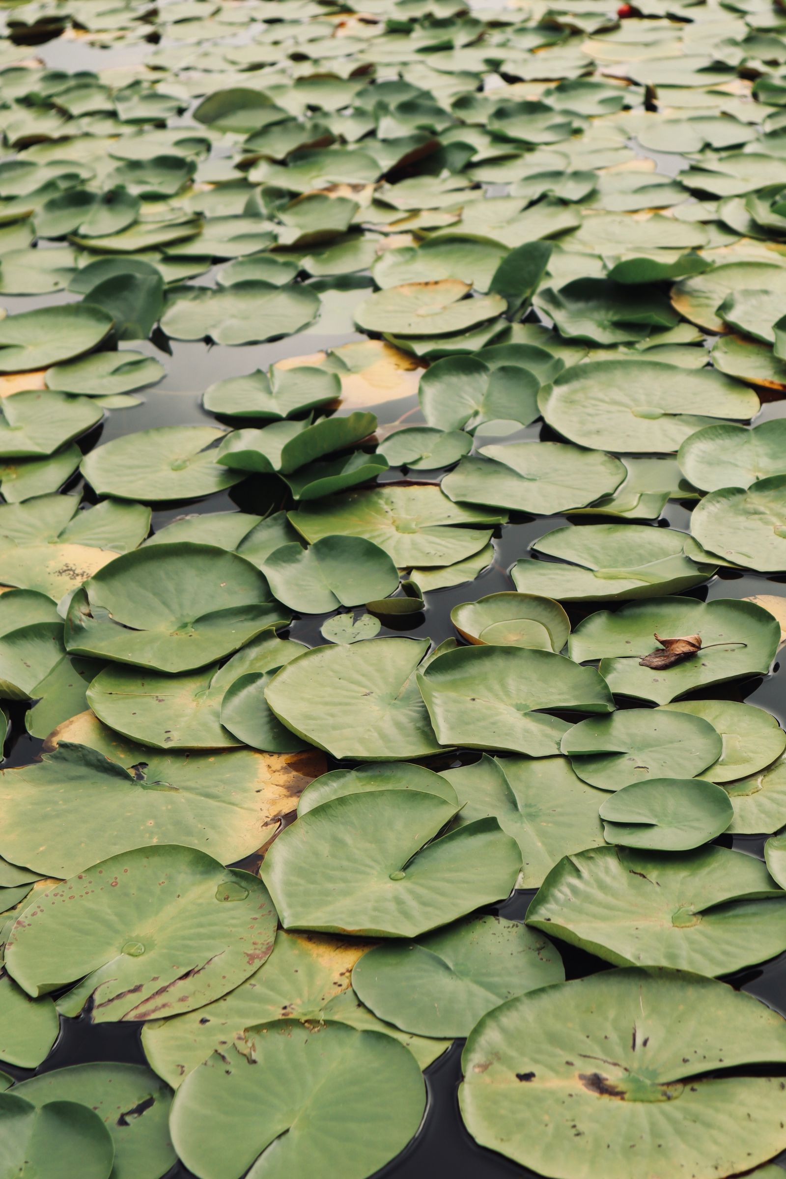 Lily Pads Photos, Download The BEST Free Lily Pads Stock Photos & HD Images