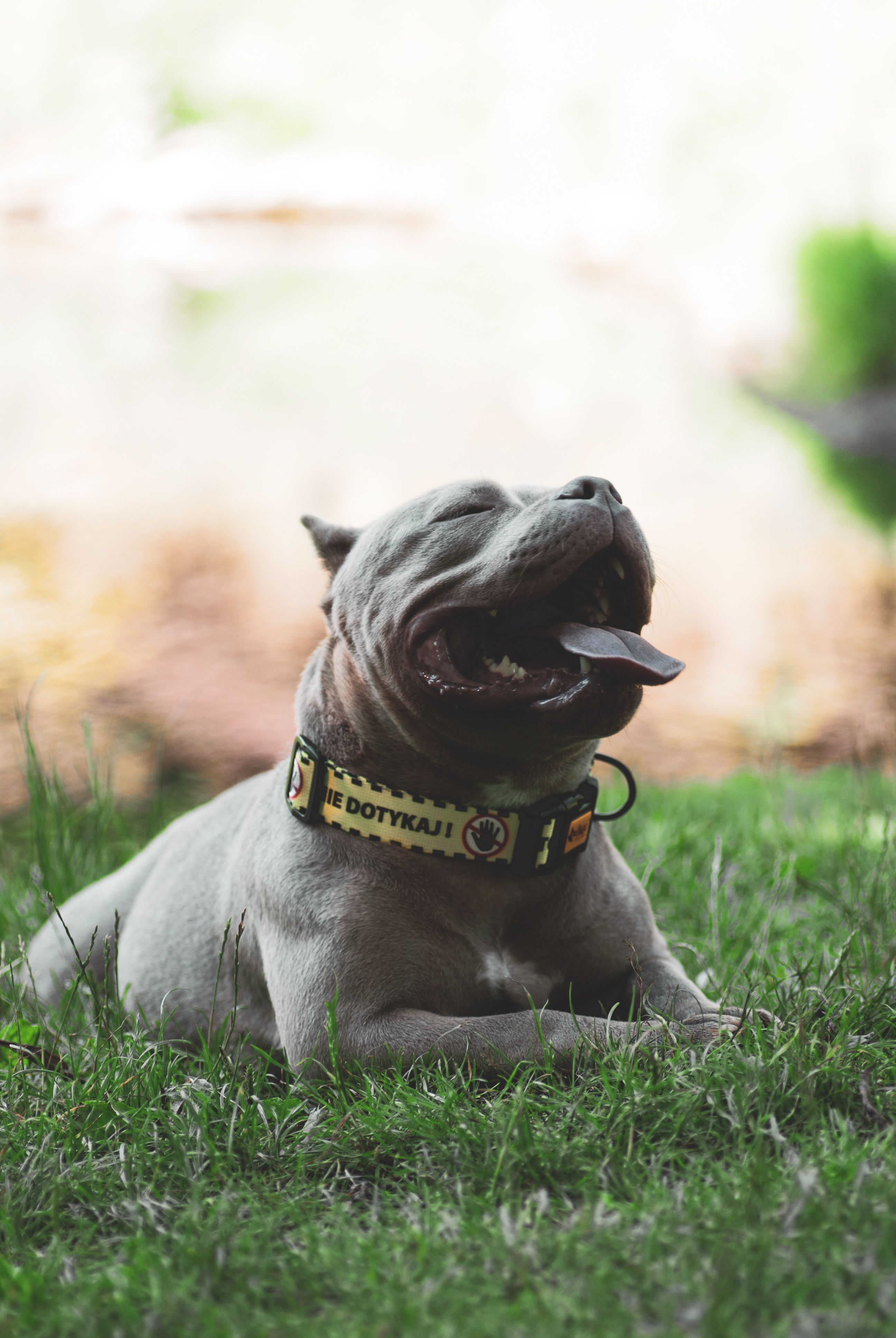 Dog Cute Photos, Download The BEST Free Dog Cute Stock Photos & HD Images