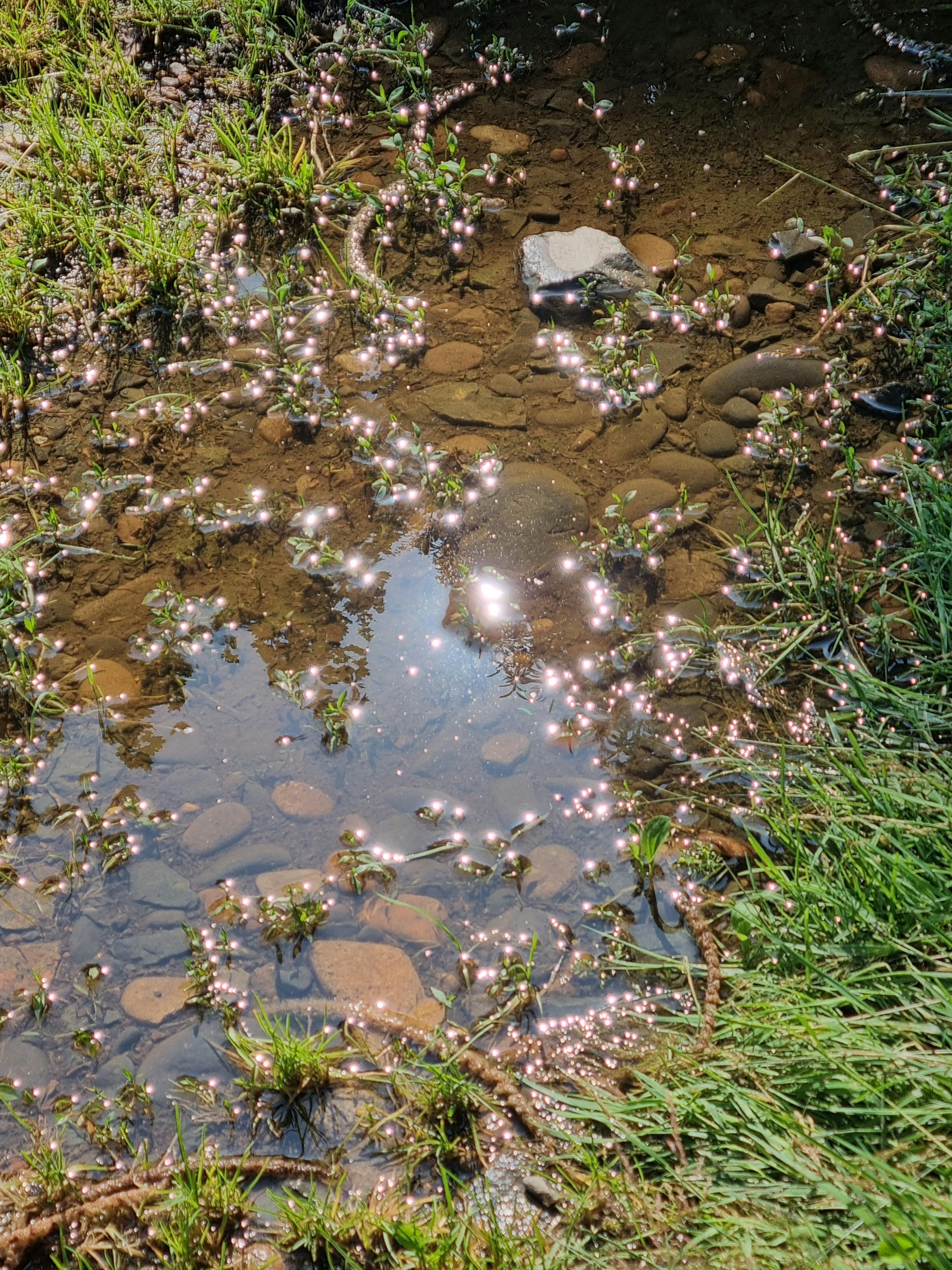 Stream Water Glistening in the Sunlight · Free Stock Photo