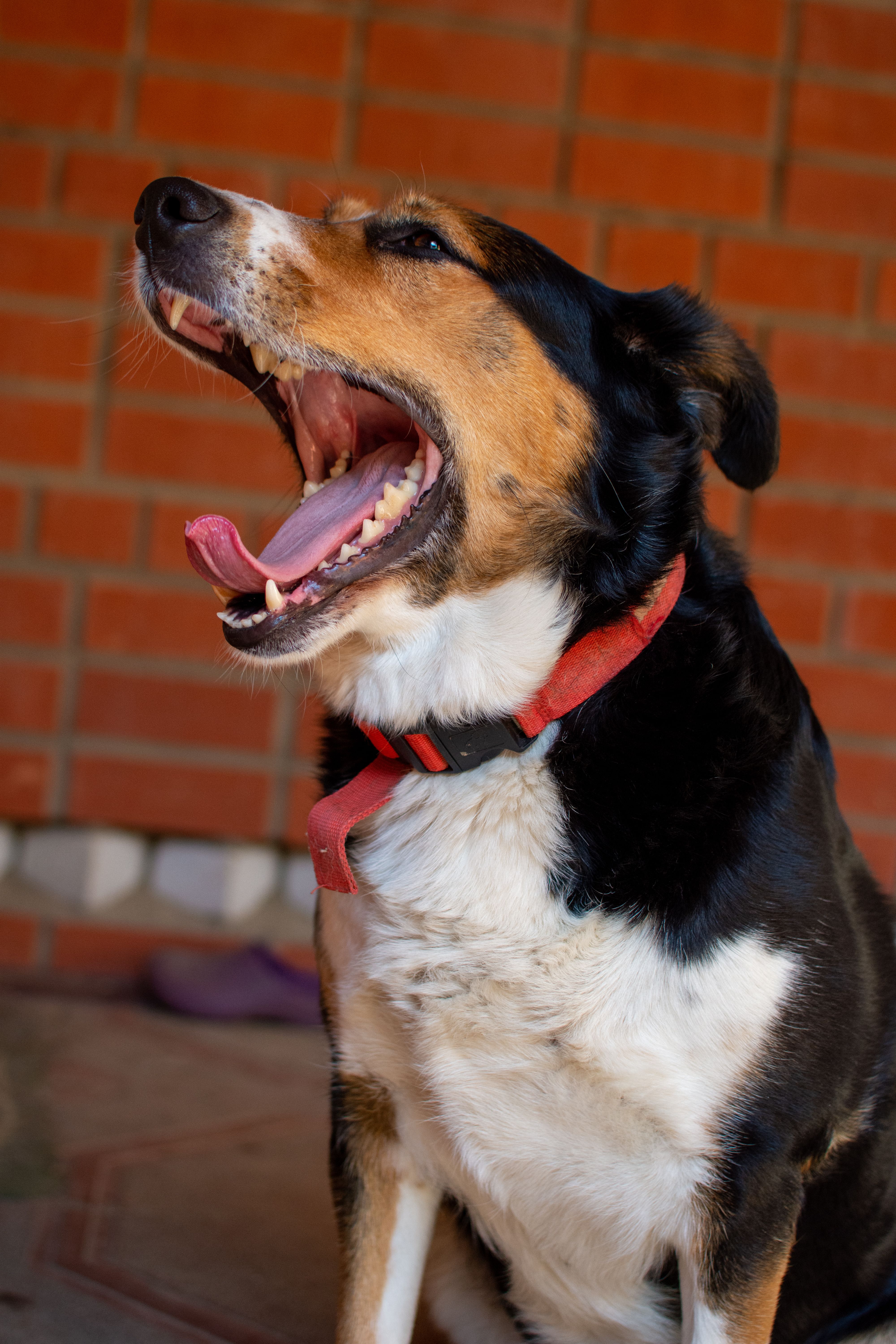 Portrait of a Yawning Dog · Free Stock Photo
