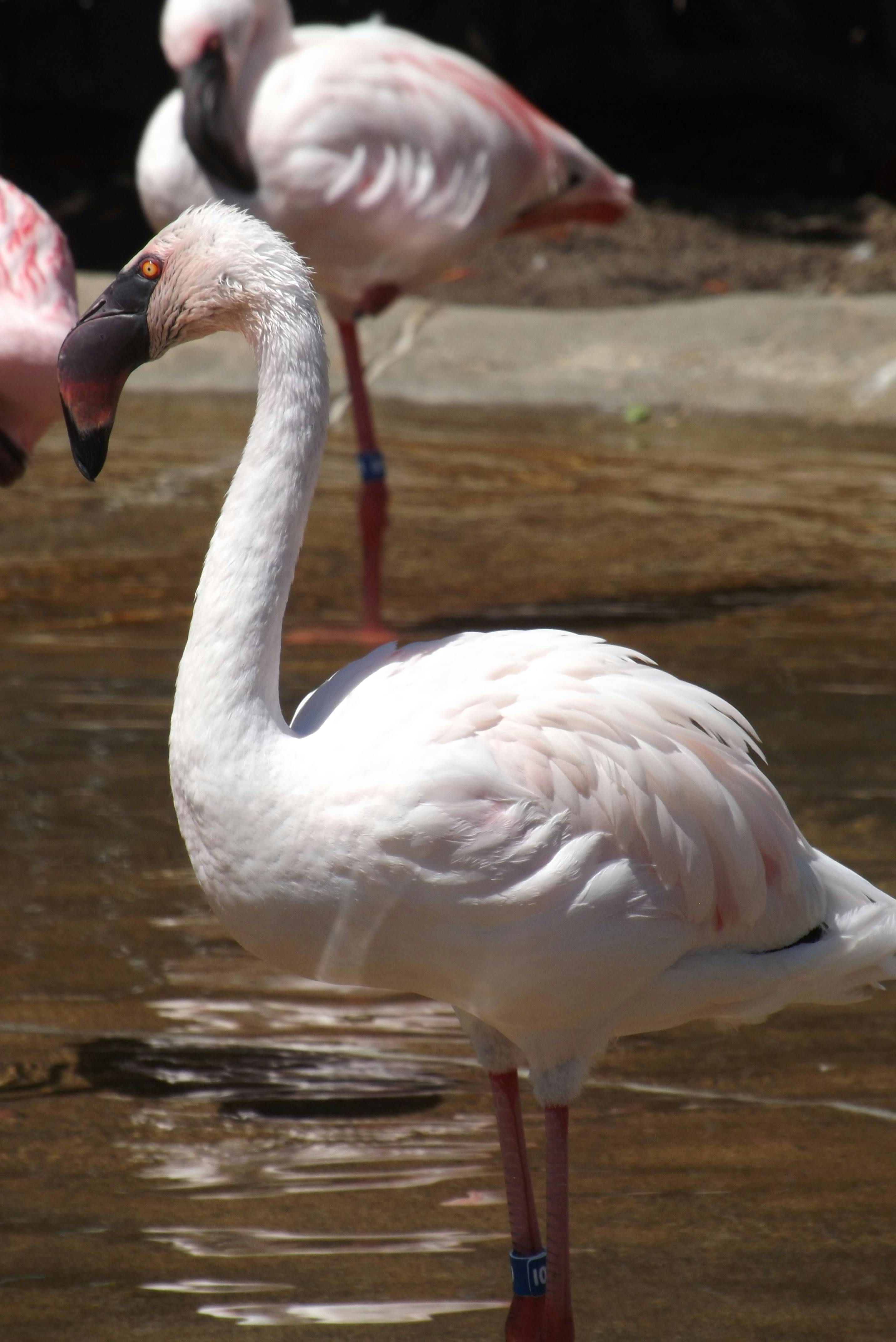 Close-Up Shot of a Flamingo · Free Stock Photo