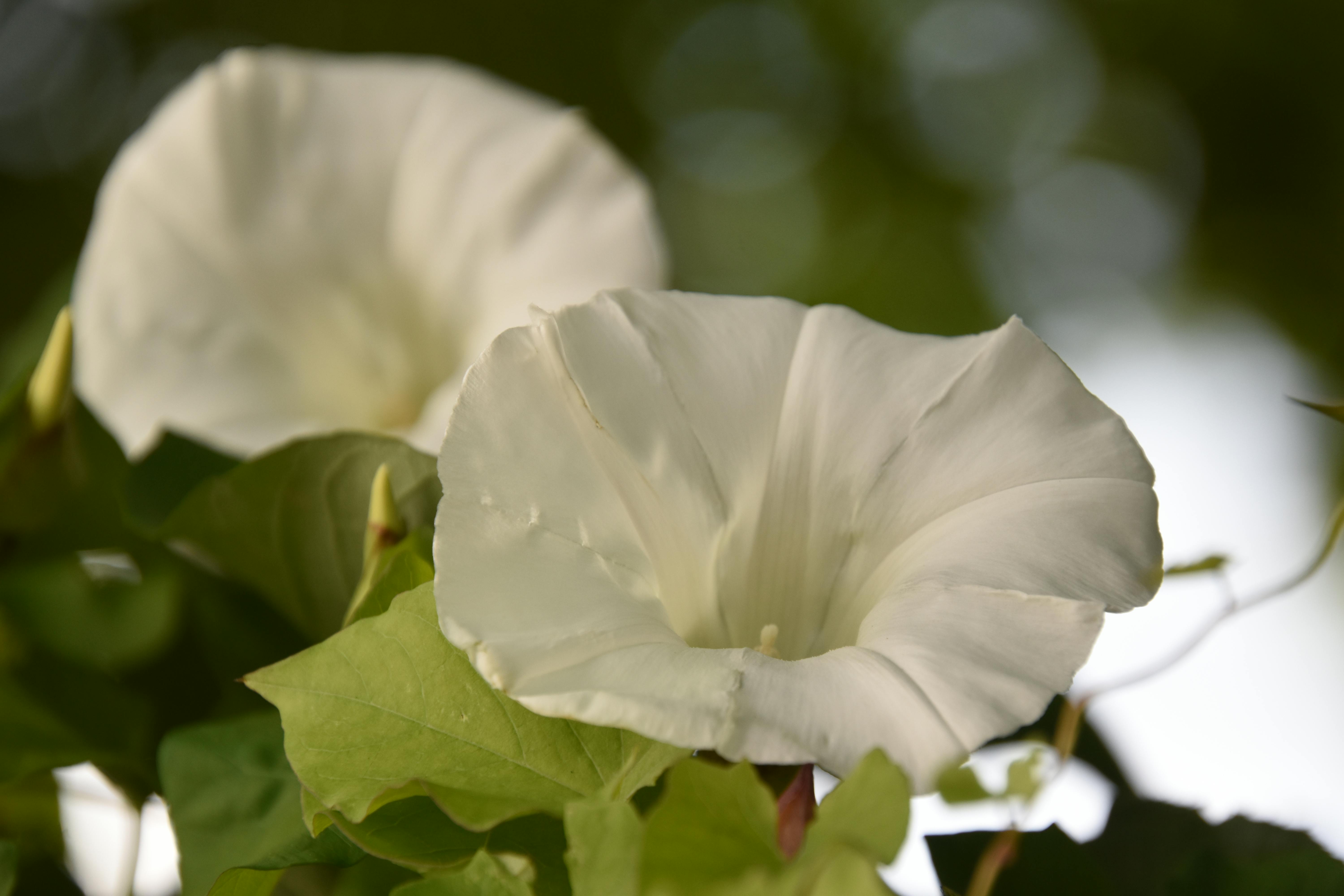 Elizabeth Olson – Fotografia