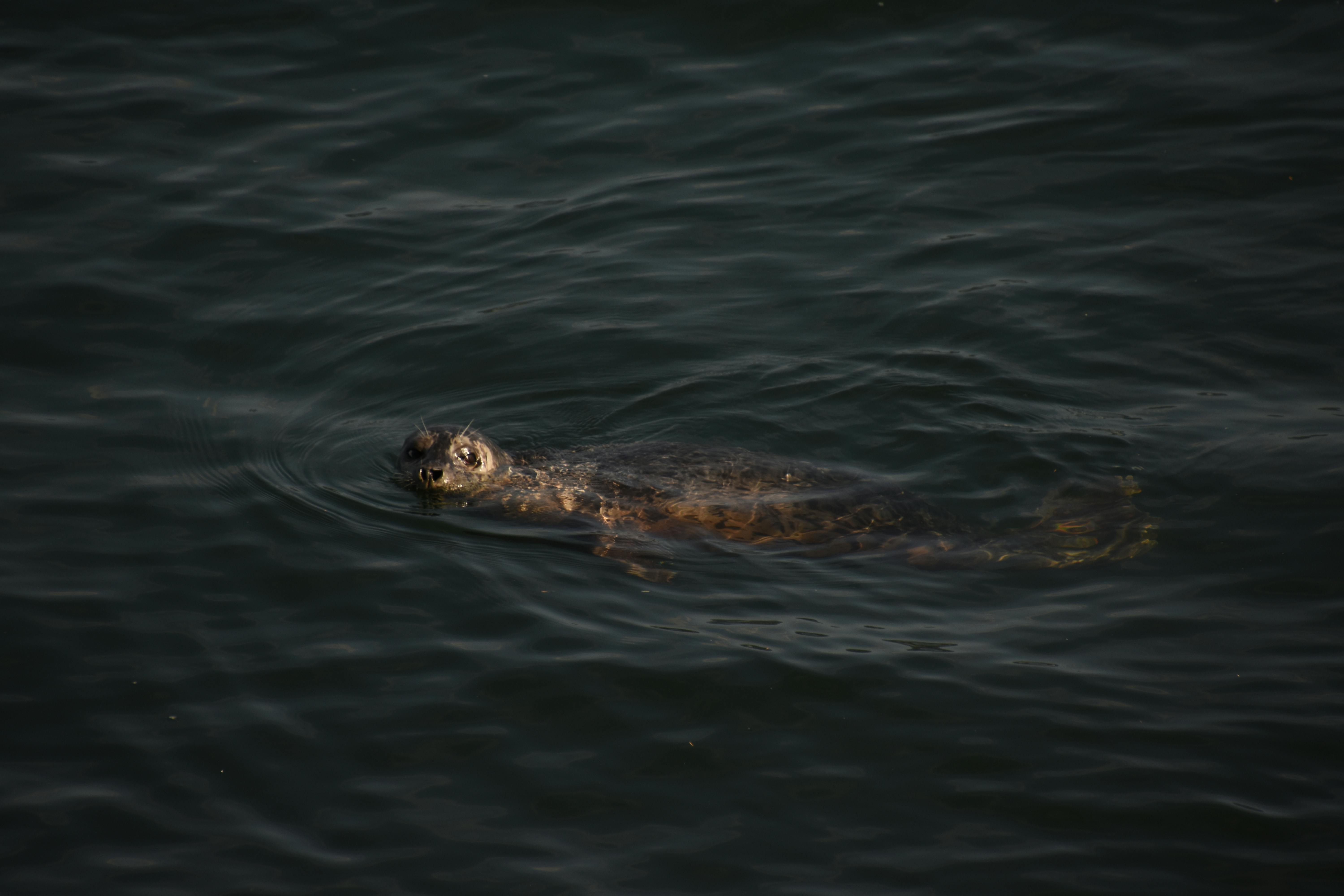 Elizabeth Olson - Φωτογραφία