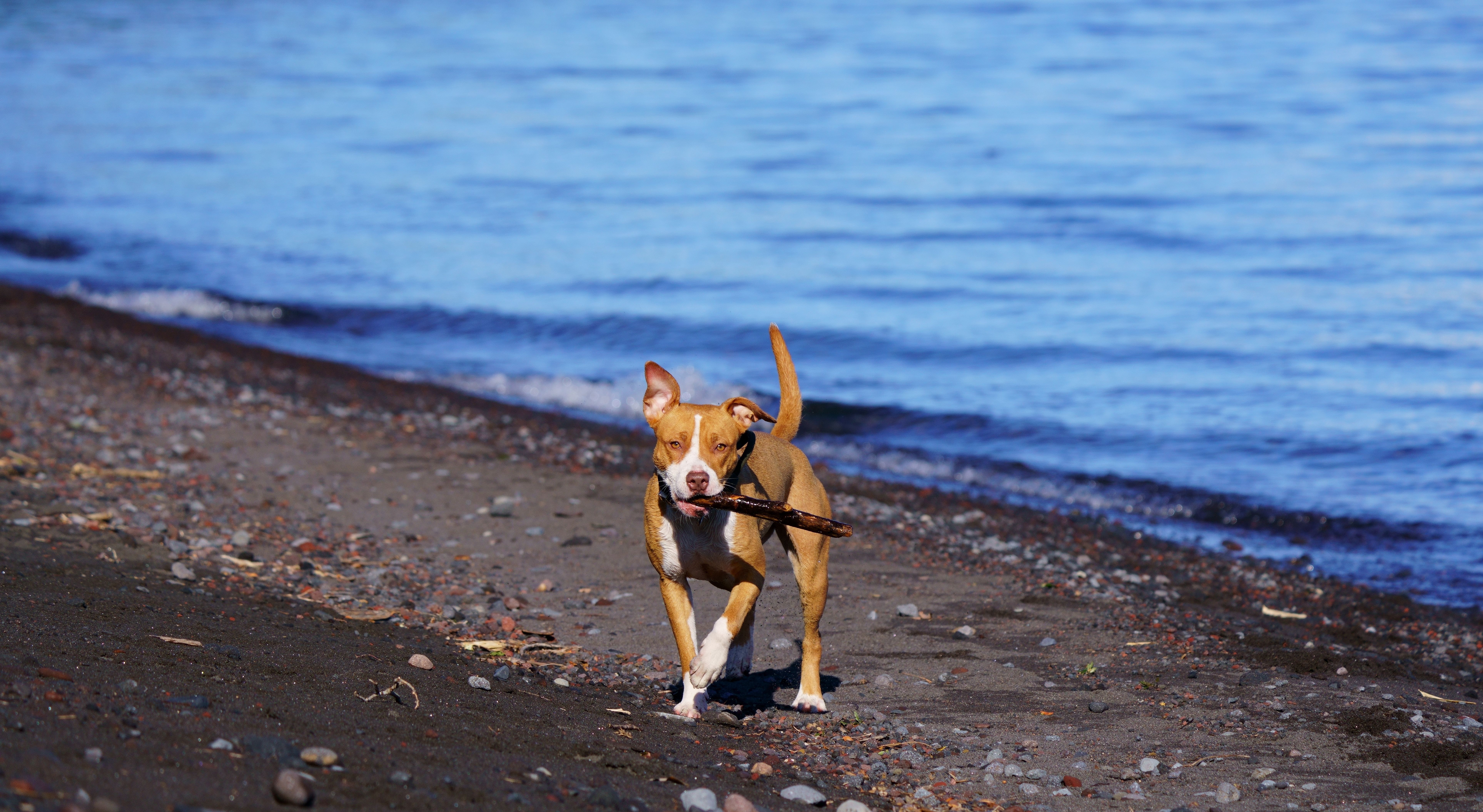 Dog with Stick on Sea Shore · Free Stock Photo