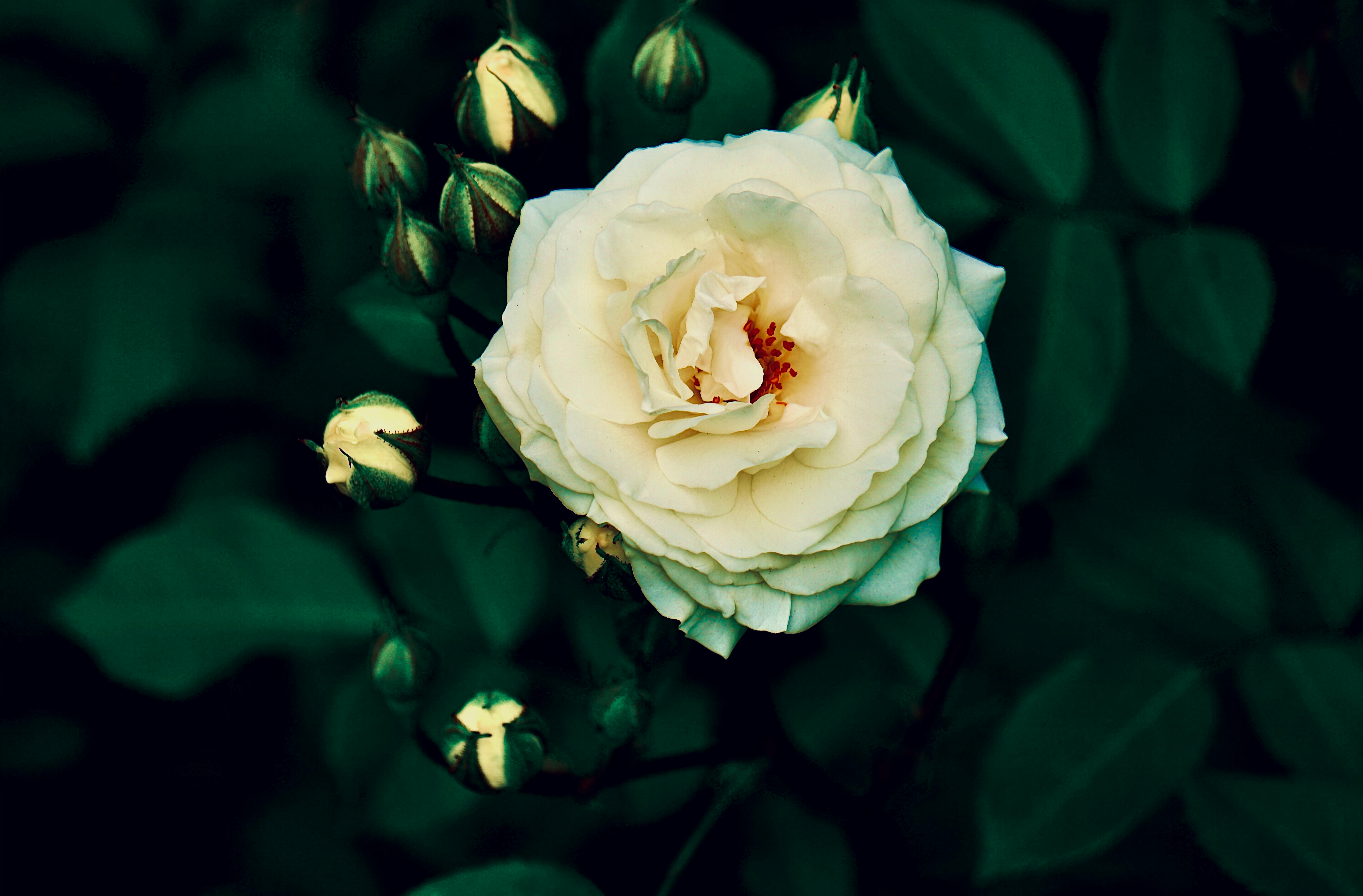 Rose Wind Photos, Download The BEST Free Rose Wind Stock Photos & HD Images