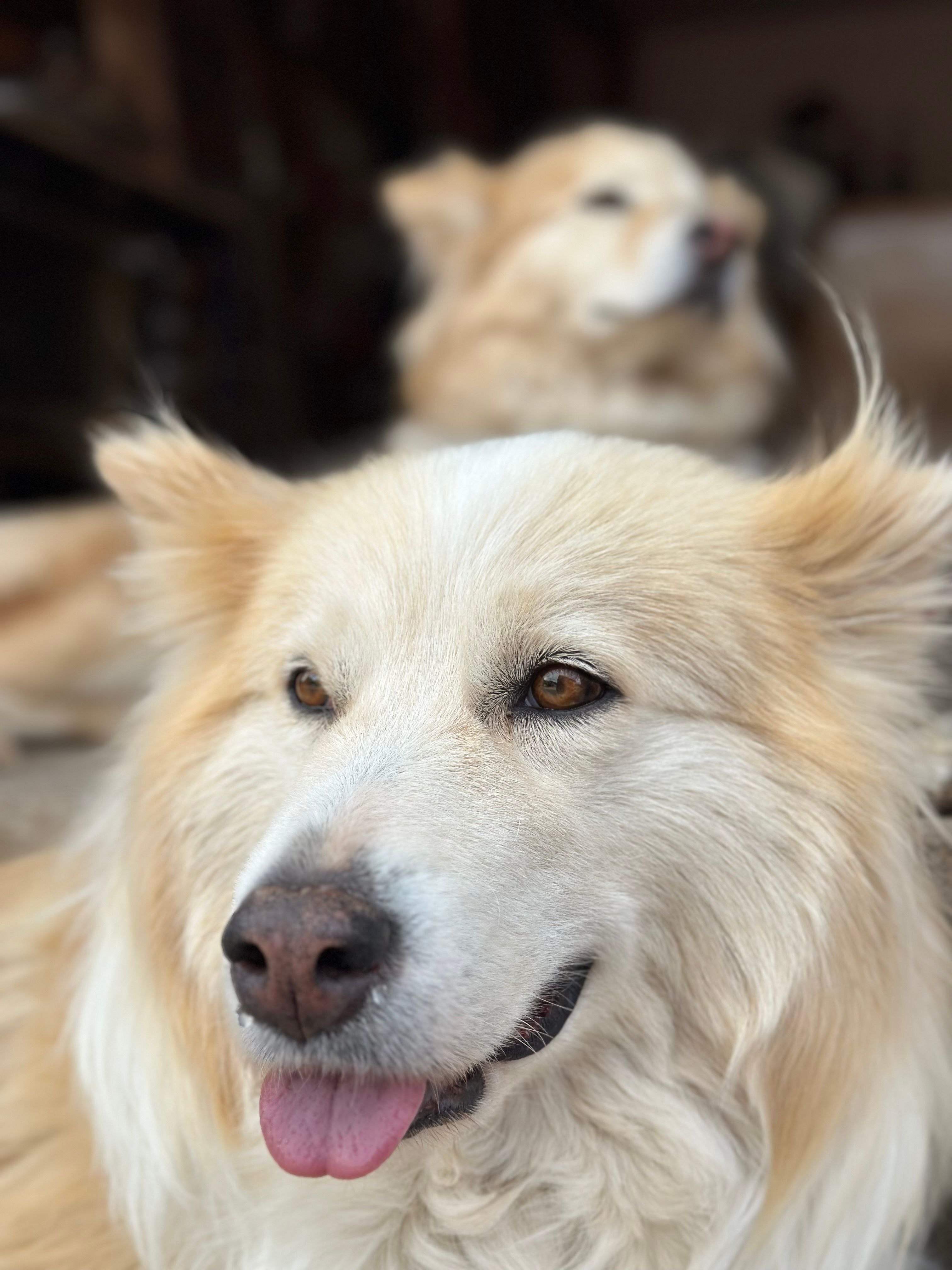 Etica Animal Photos, Download The BEST Free Etica Animal Stock Photos ...