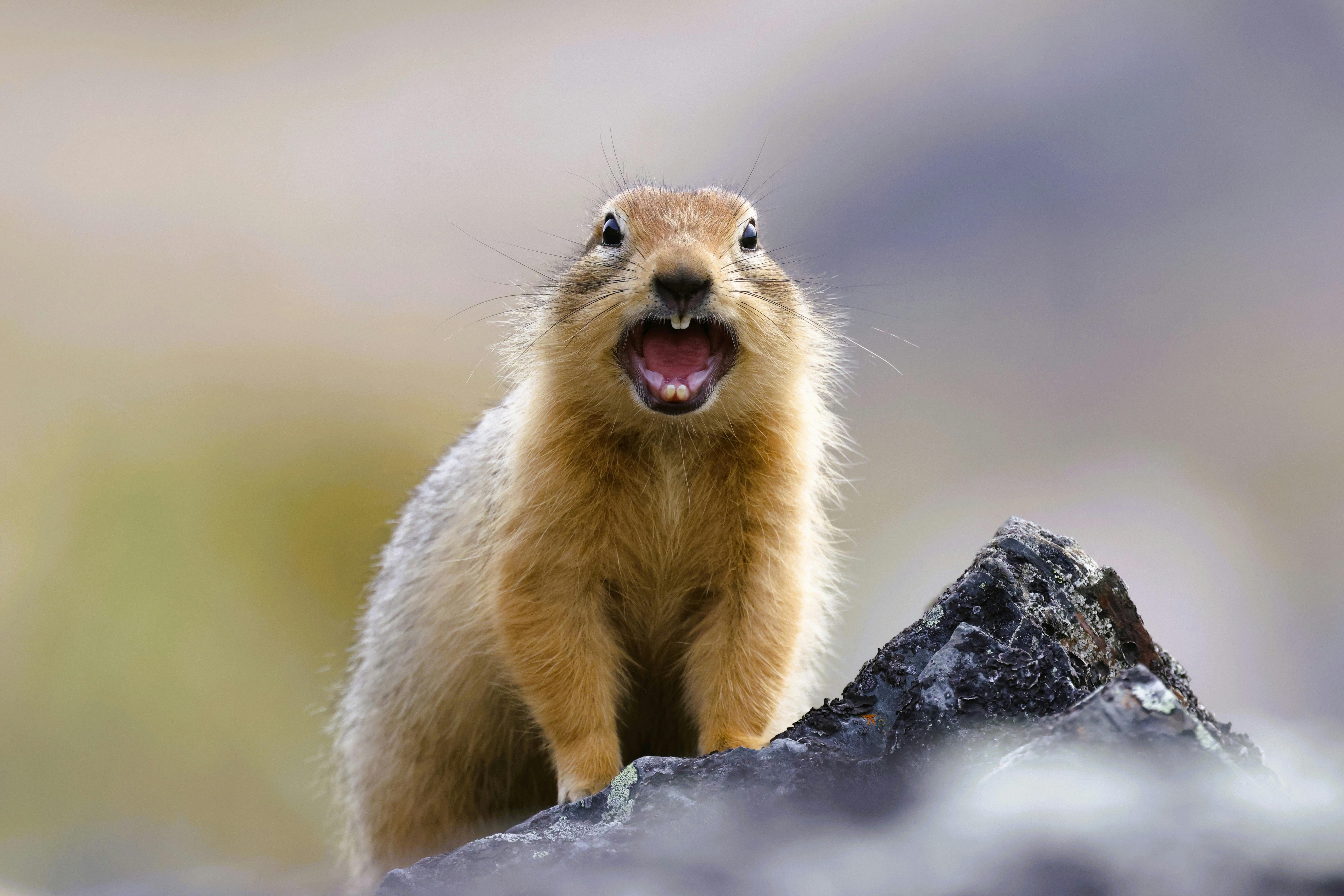 Close up of an Arctic Ground Squirrel · Free Stock Photo