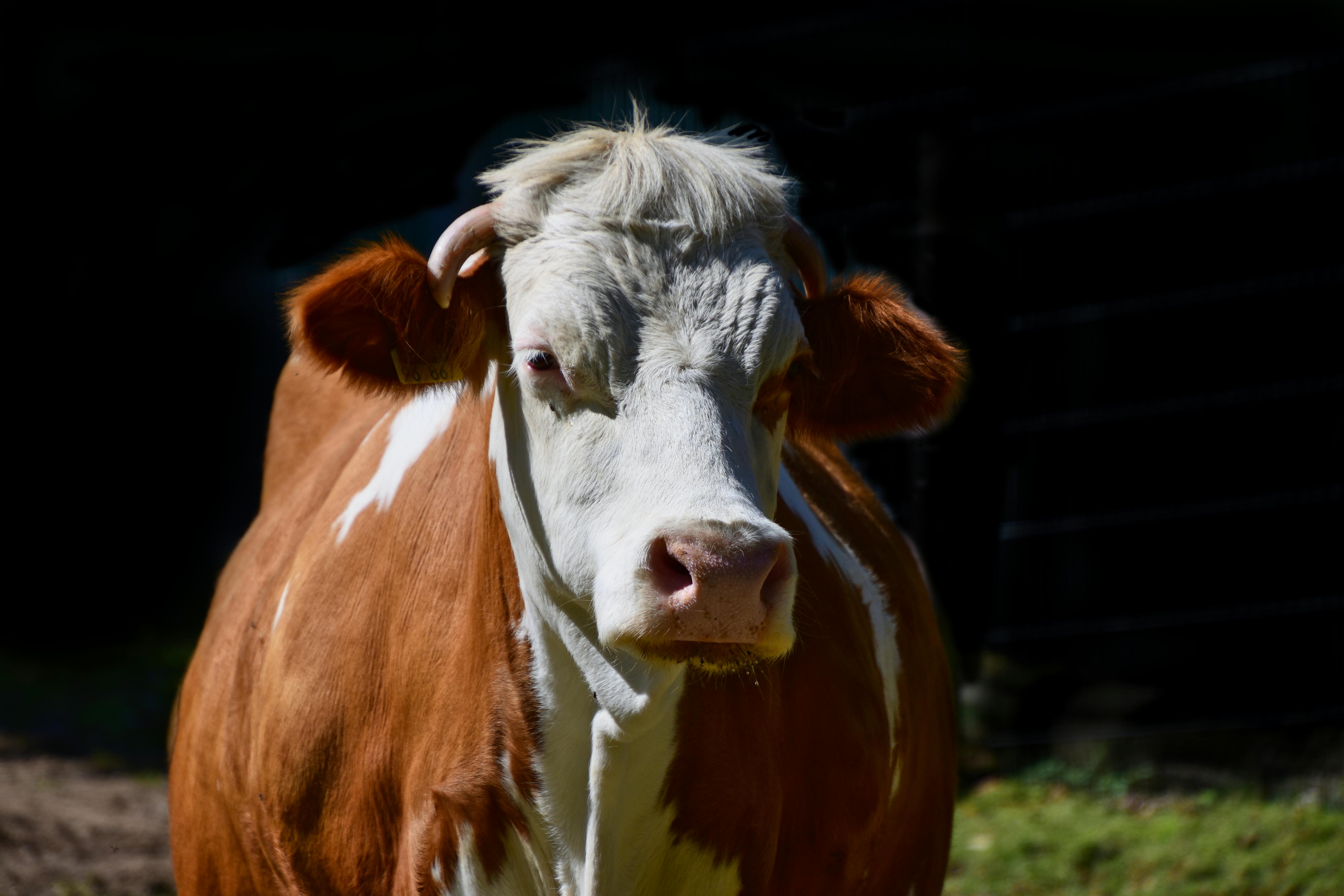 Cow on Farm · Free Stock Photo