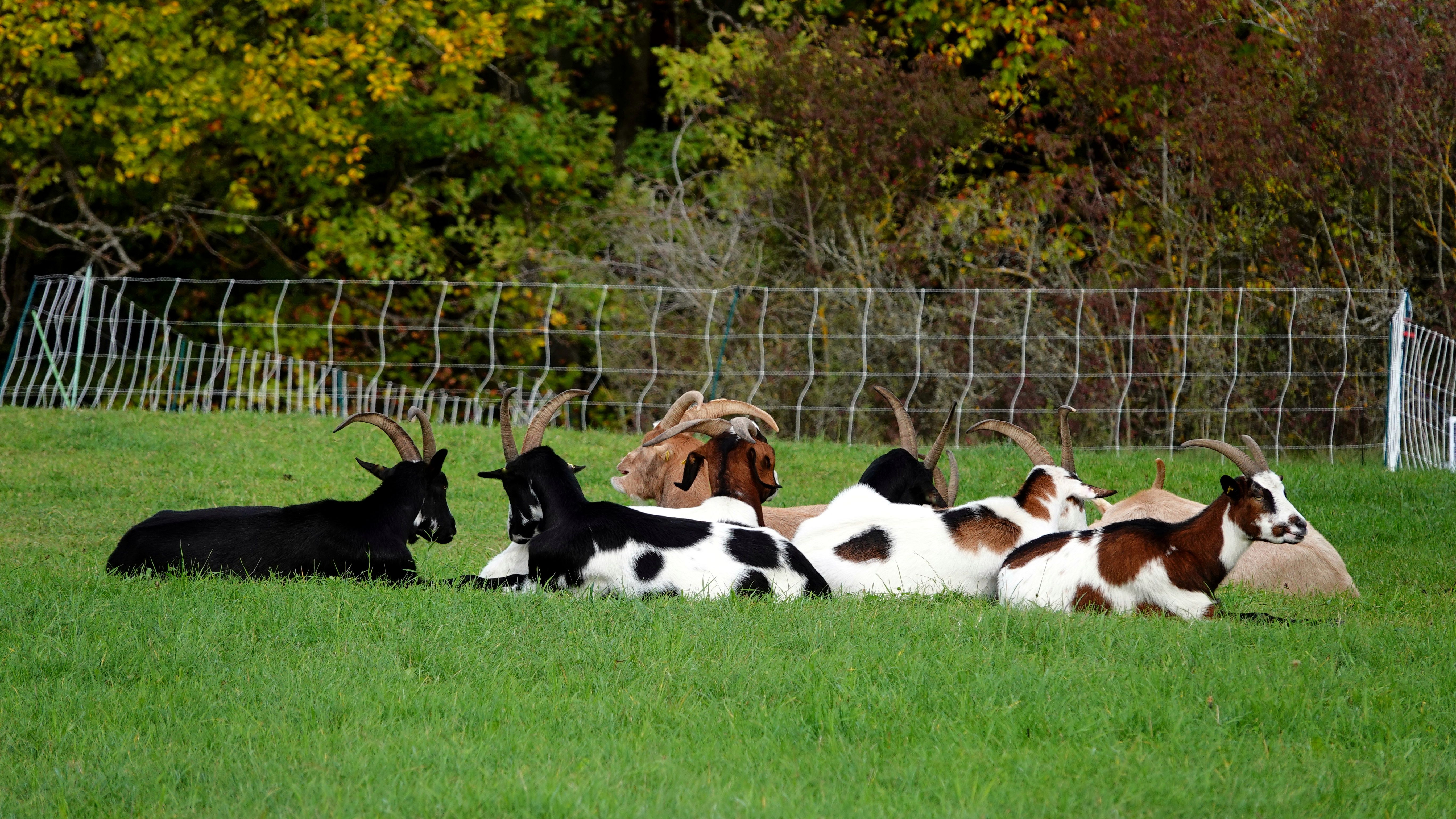 Herd of Goats in the Pen · Free Stock Photo