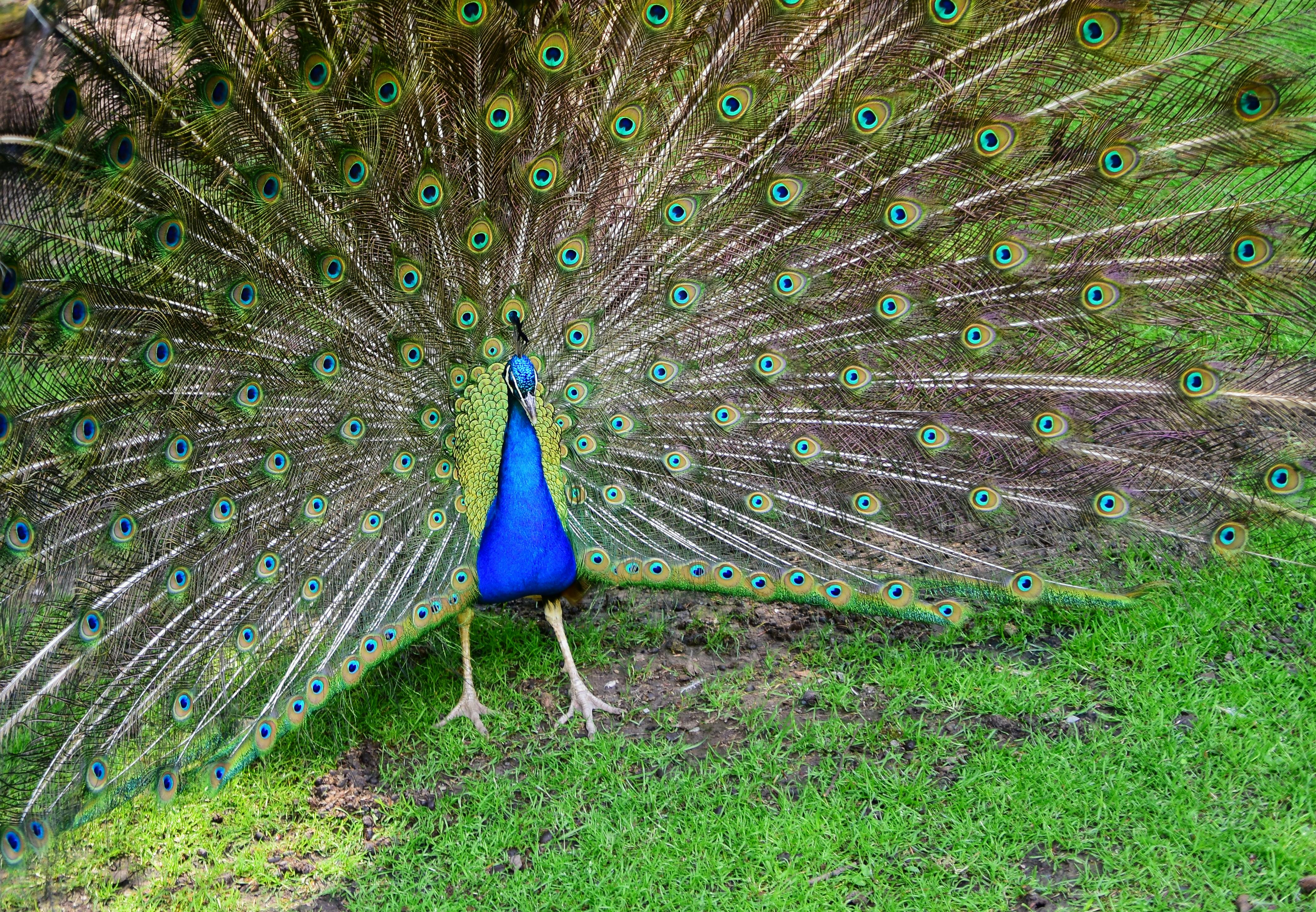 Peacock Displaying Full Train of Feathers · Free Stock Photo